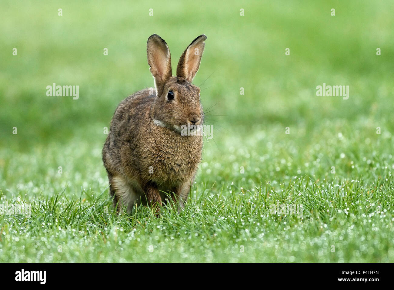 Wet rabbit hi-res stock photography and images - Alamy