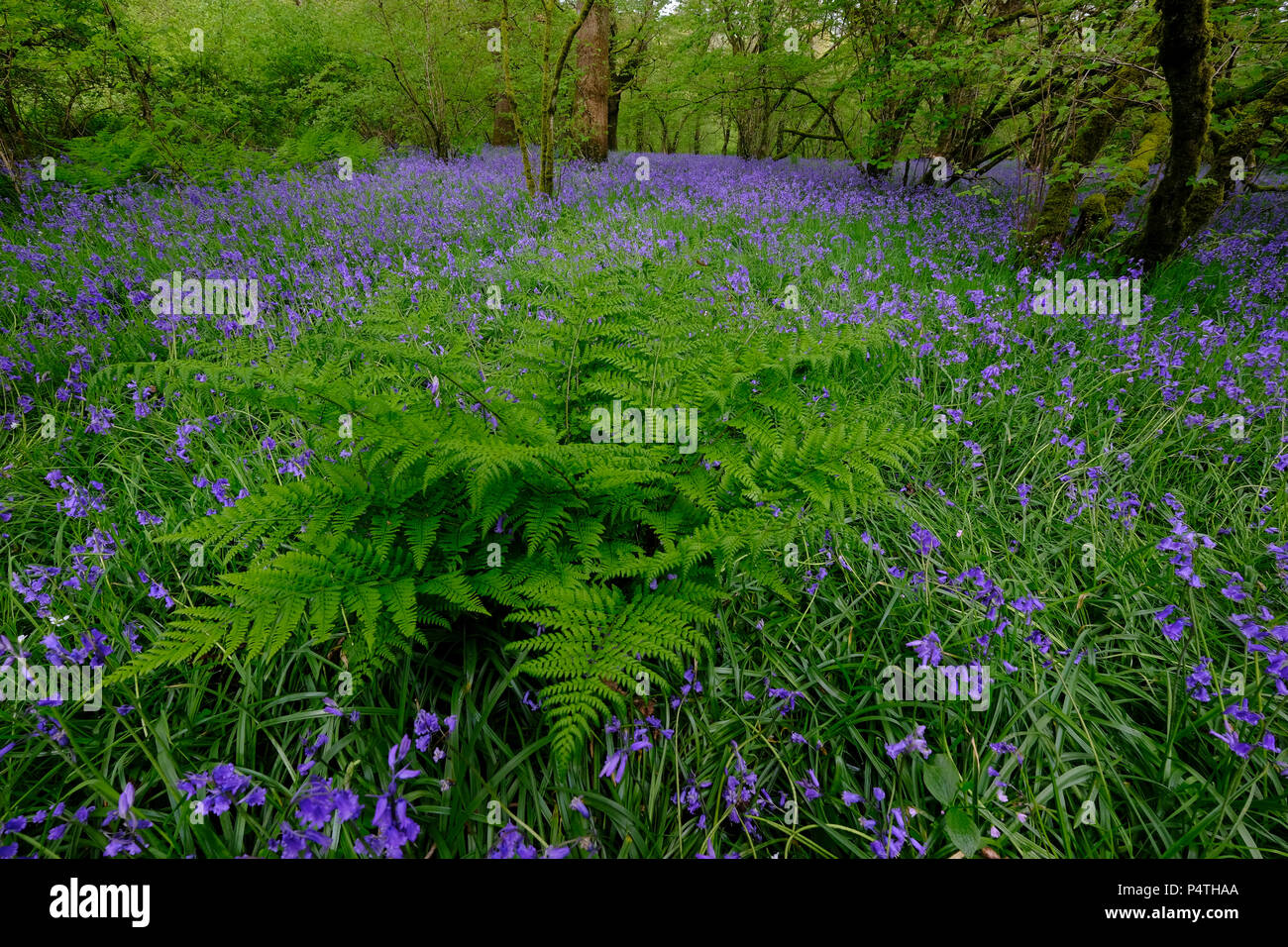 Fern and flowering Common bluebells (Hyacinthoides non-scripta ...