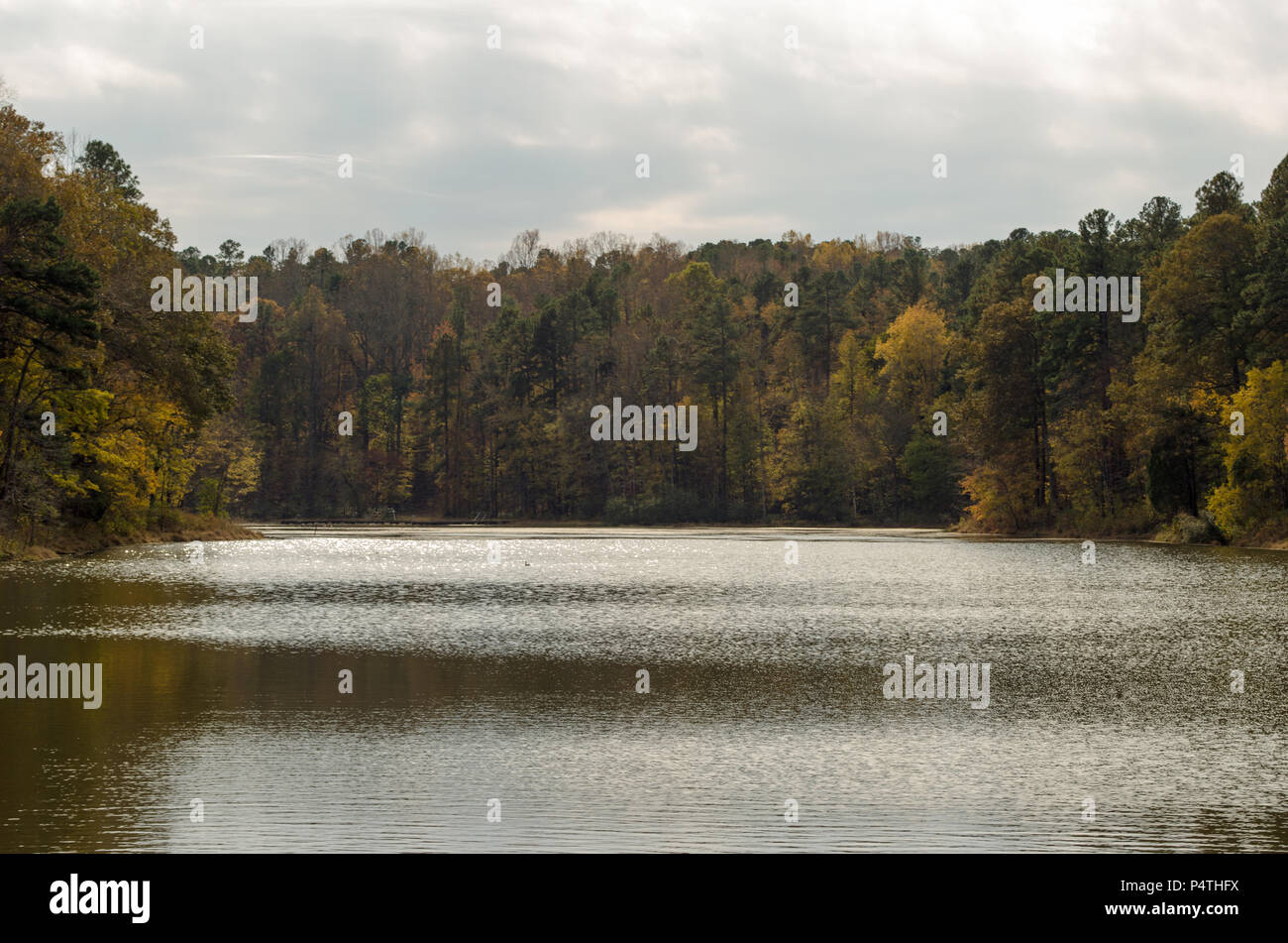 Trees around water lake Stock Photo - Alamy
