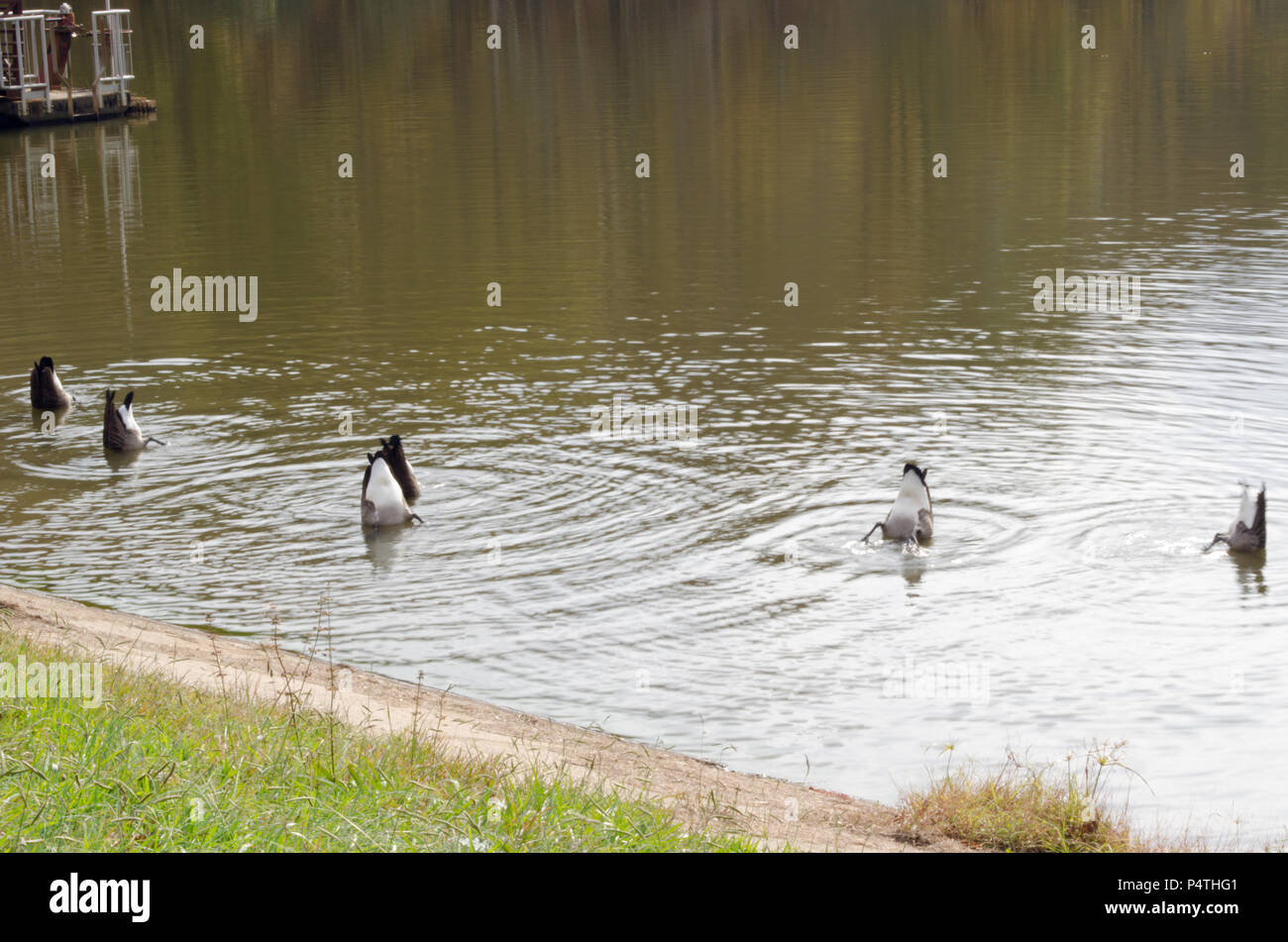 Five upside down geese hi-res stock photography and images - Alamy