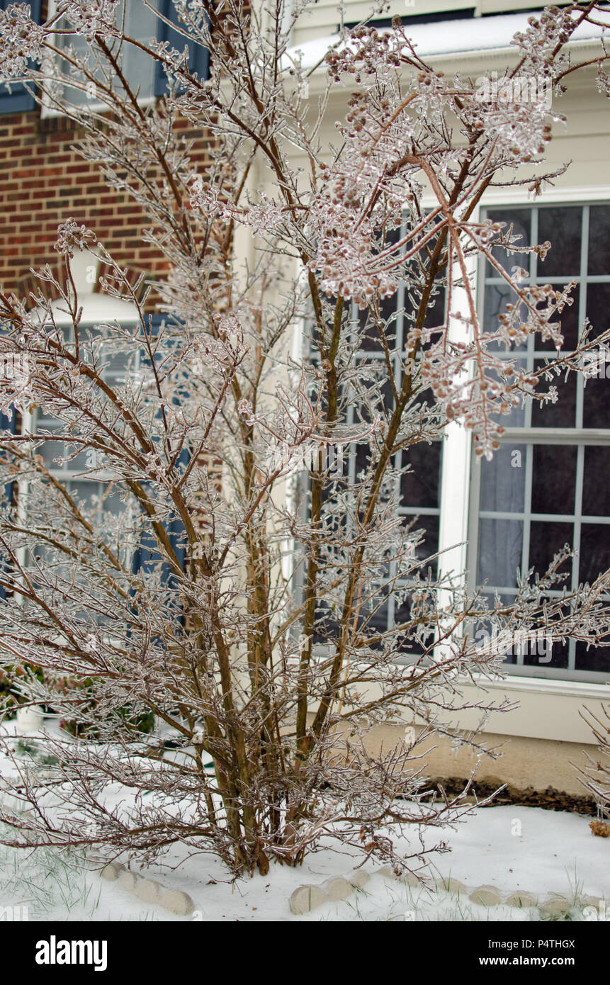 Frozen tree in winter Stock Photo - Alamy