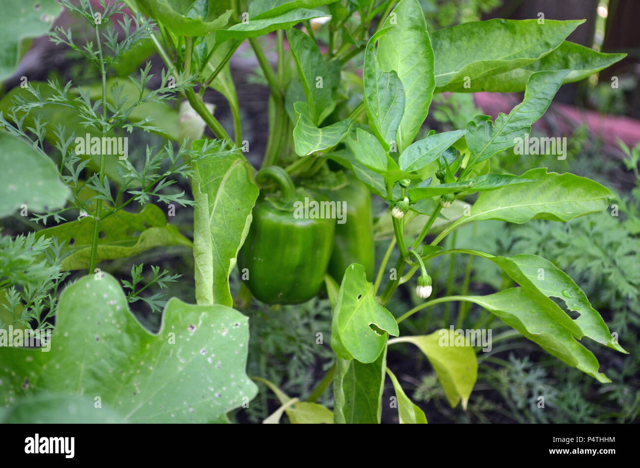 Bell pepper plant Stock Photo - Alamy
