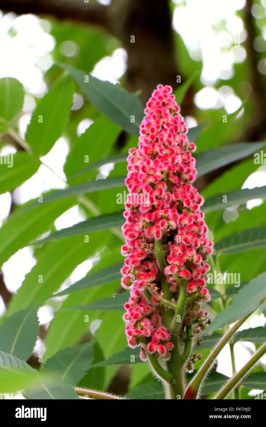 Sumac seed hi-res stock photography and images - Alamy