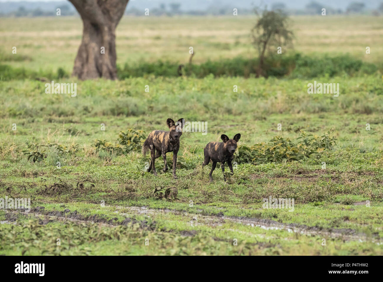 African Wild Dog (Lycaon pictus) male and female running on the ...