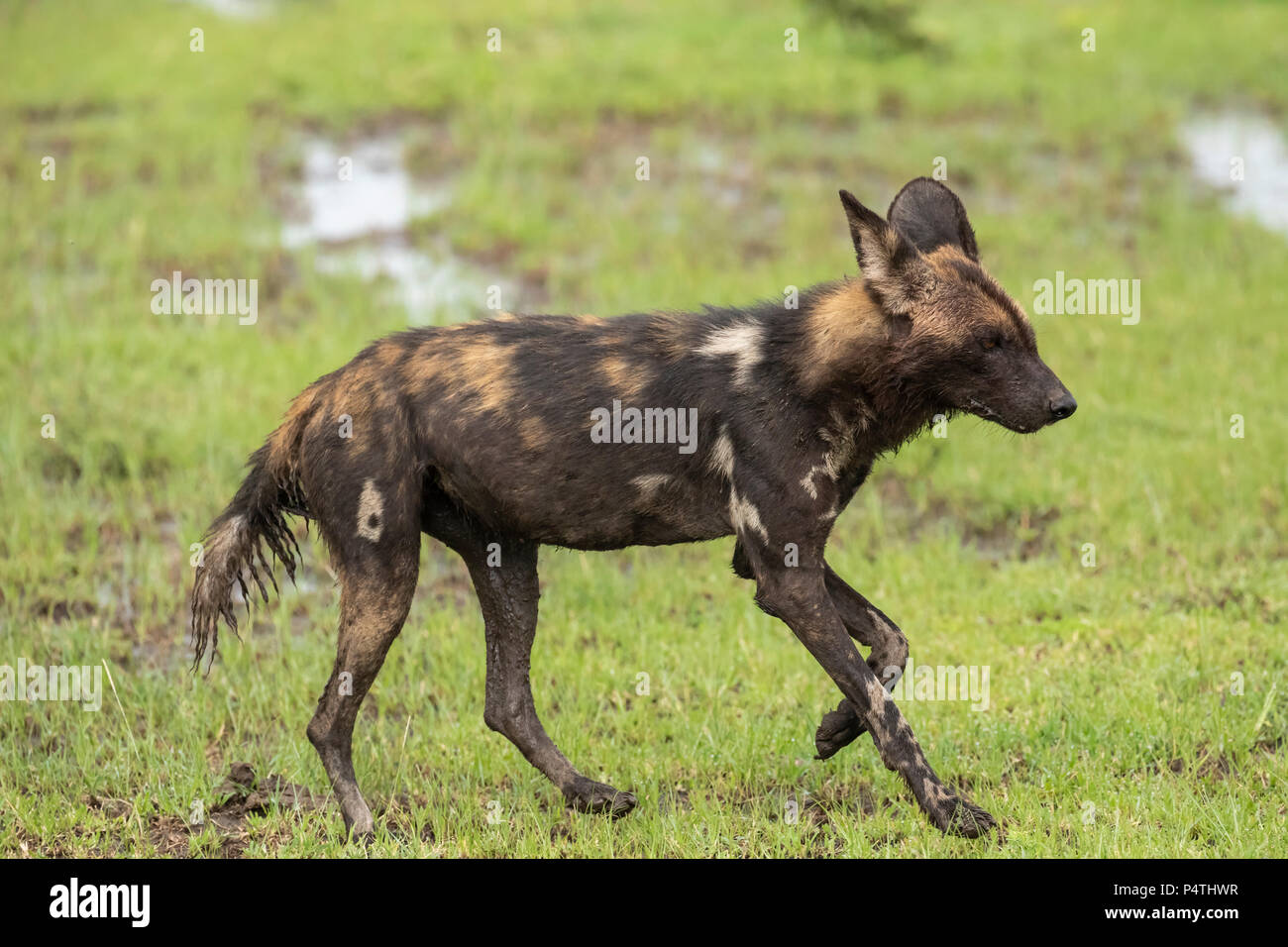 African Wild Dog (Lycaon pictus) running on the savannah in Serengeti ...