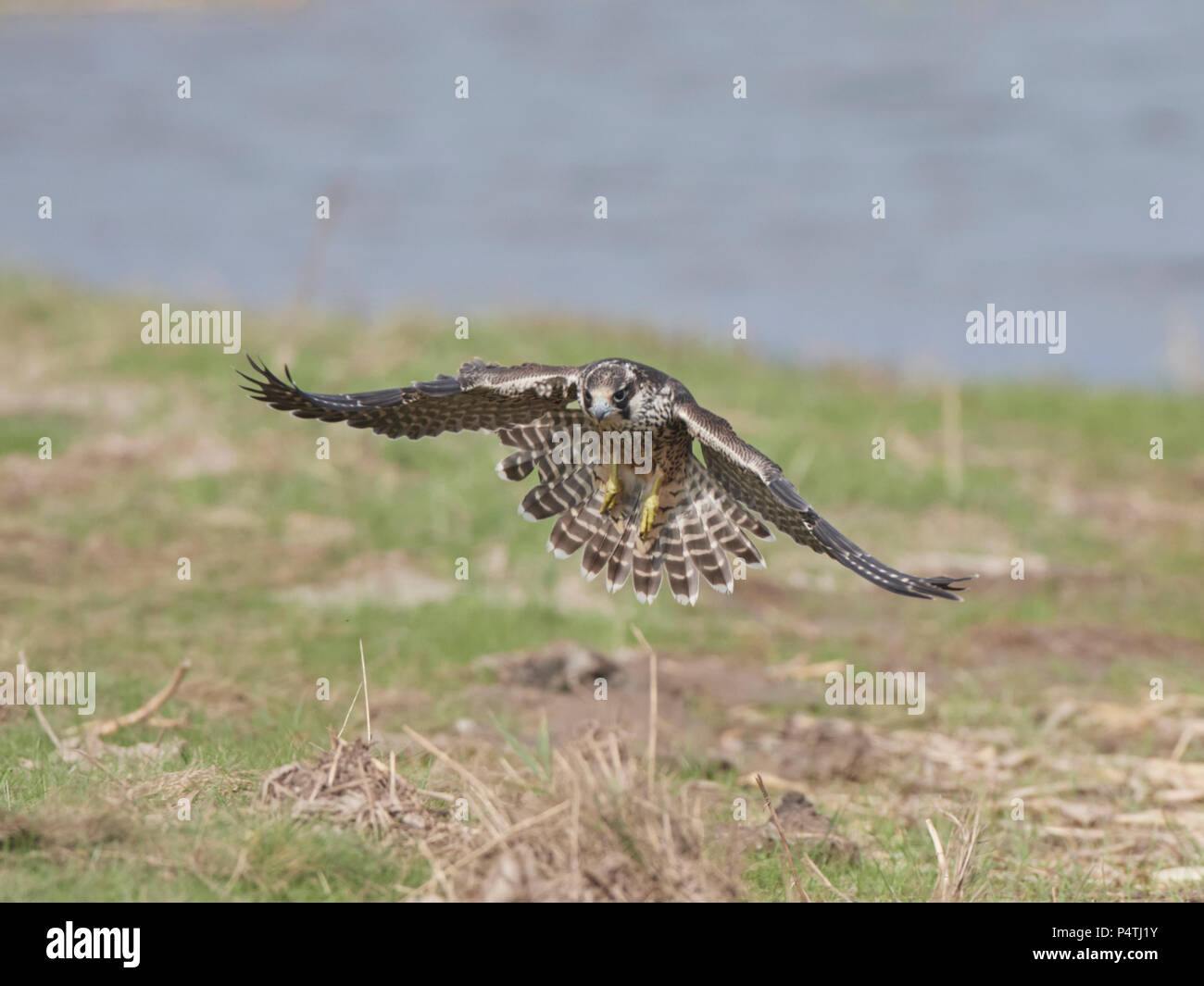 Peregrine falcon juvenile falconry hi-res stock photography and images ...