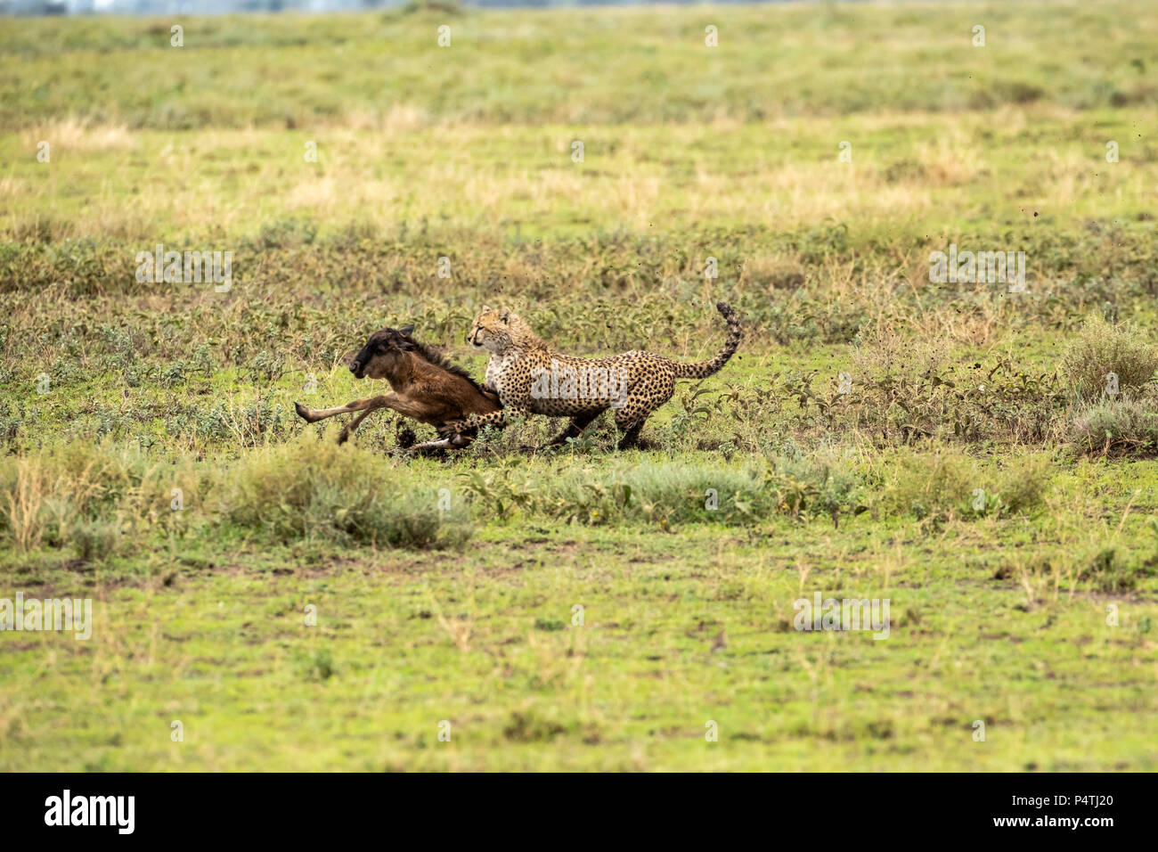 Cheetah (Acinonyx jubatus) female catching a baby wildebeest and being ...