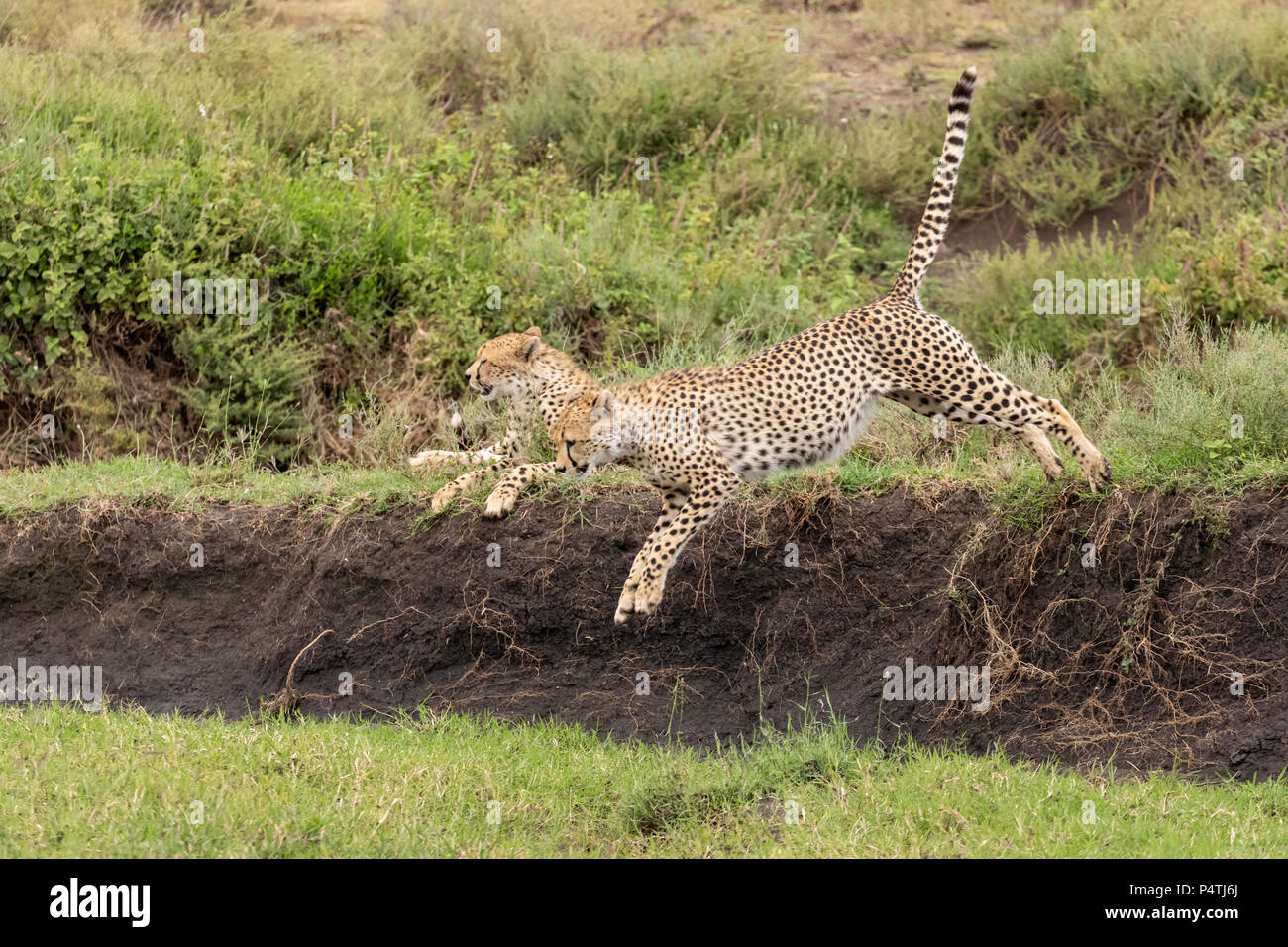 Cheetah jumping hi-res stock photography and images - Alamy
