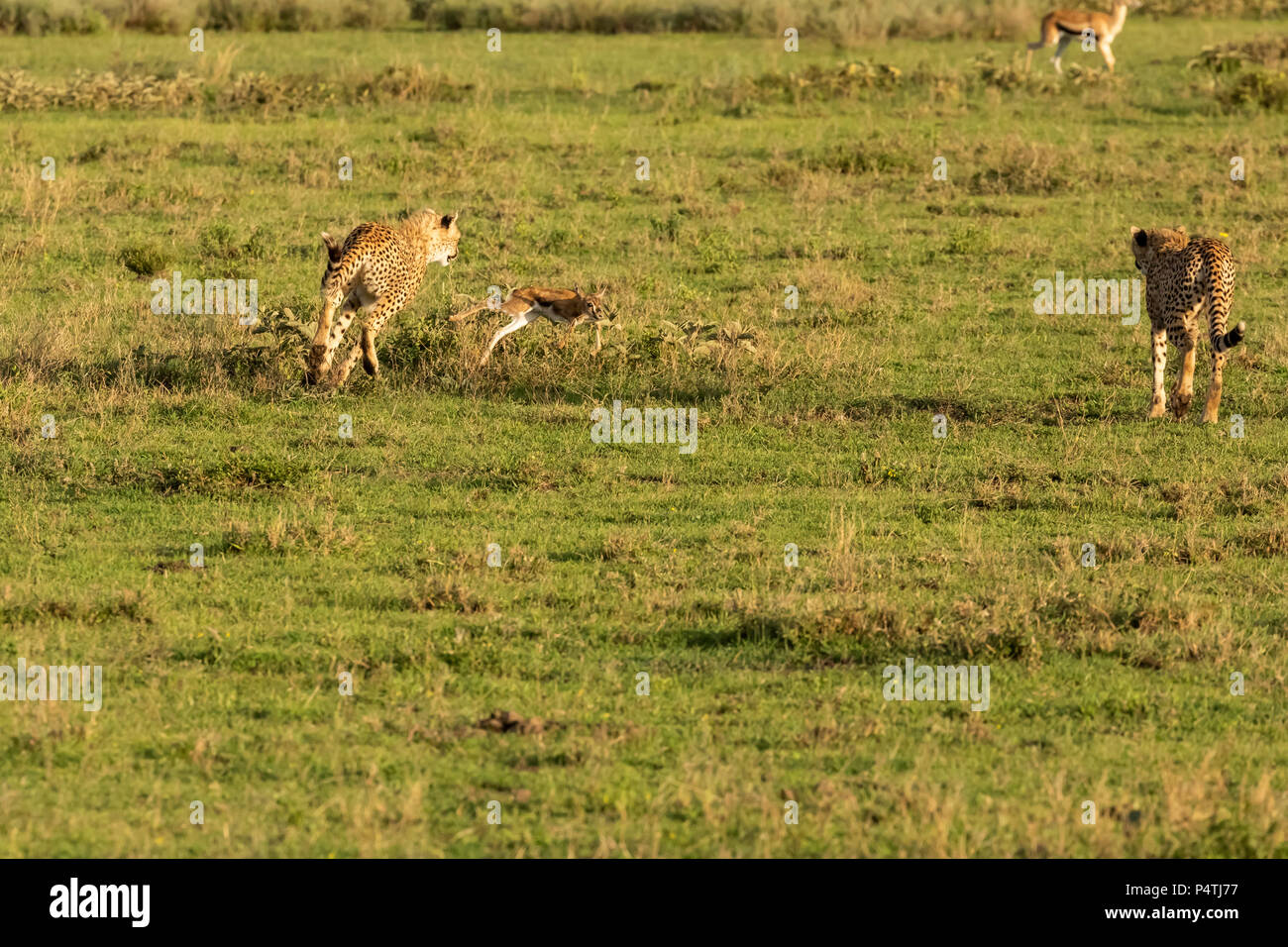 Cheetah cub gazelle hi-res stock photography and images - Alamy