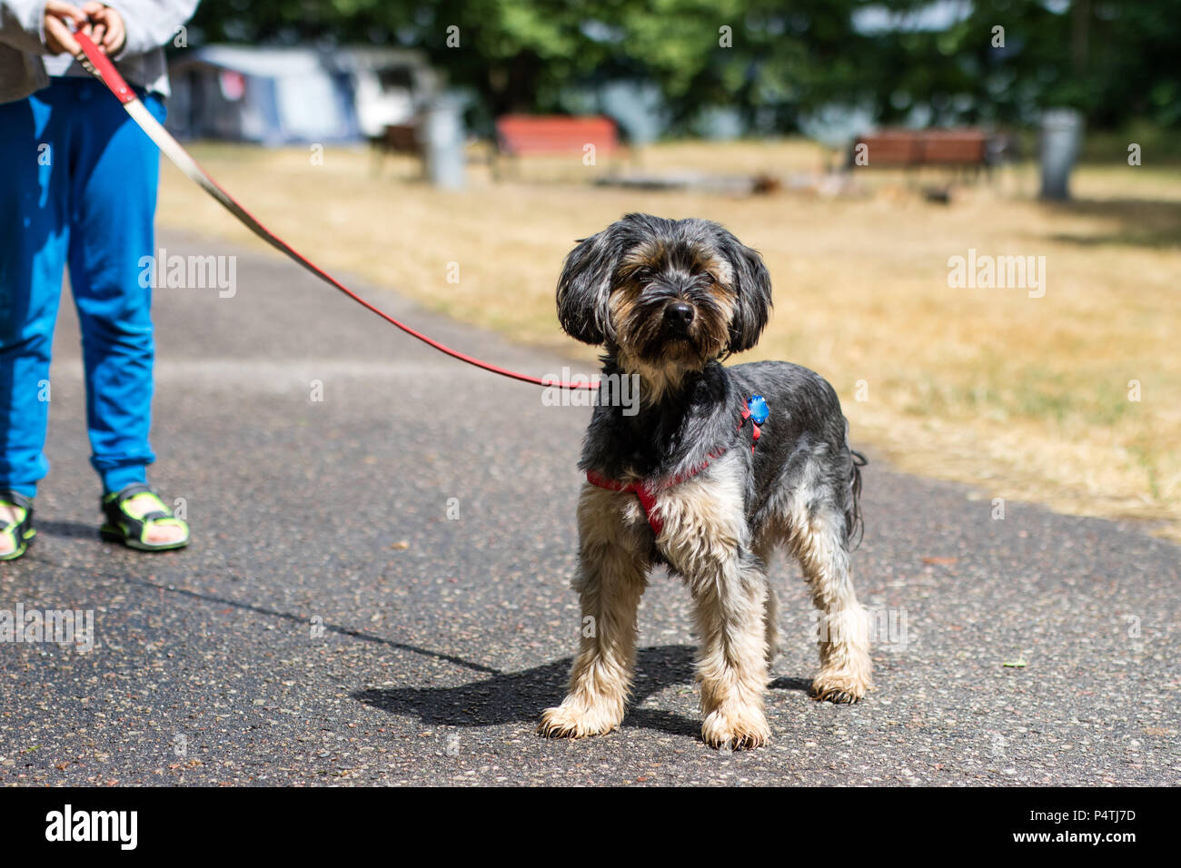 Dog running around the yard at home. Home animals on a backyard lawn ...