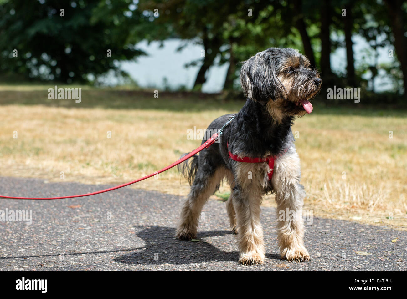 Dog running around the yard at home. Home animals on a backyard lawn ...