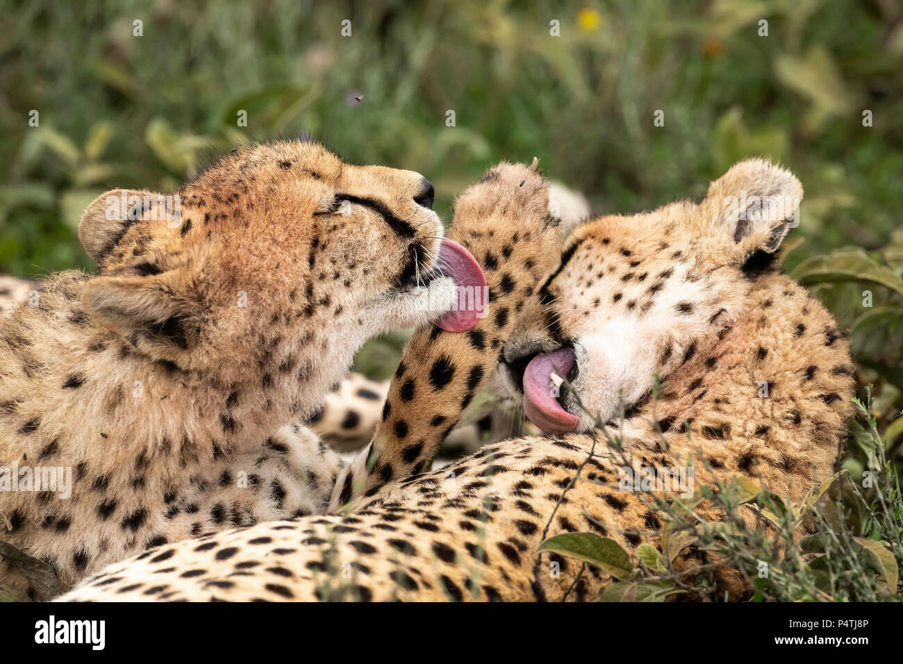 Cheetah tongue hi-res stock photography and images - Alamy