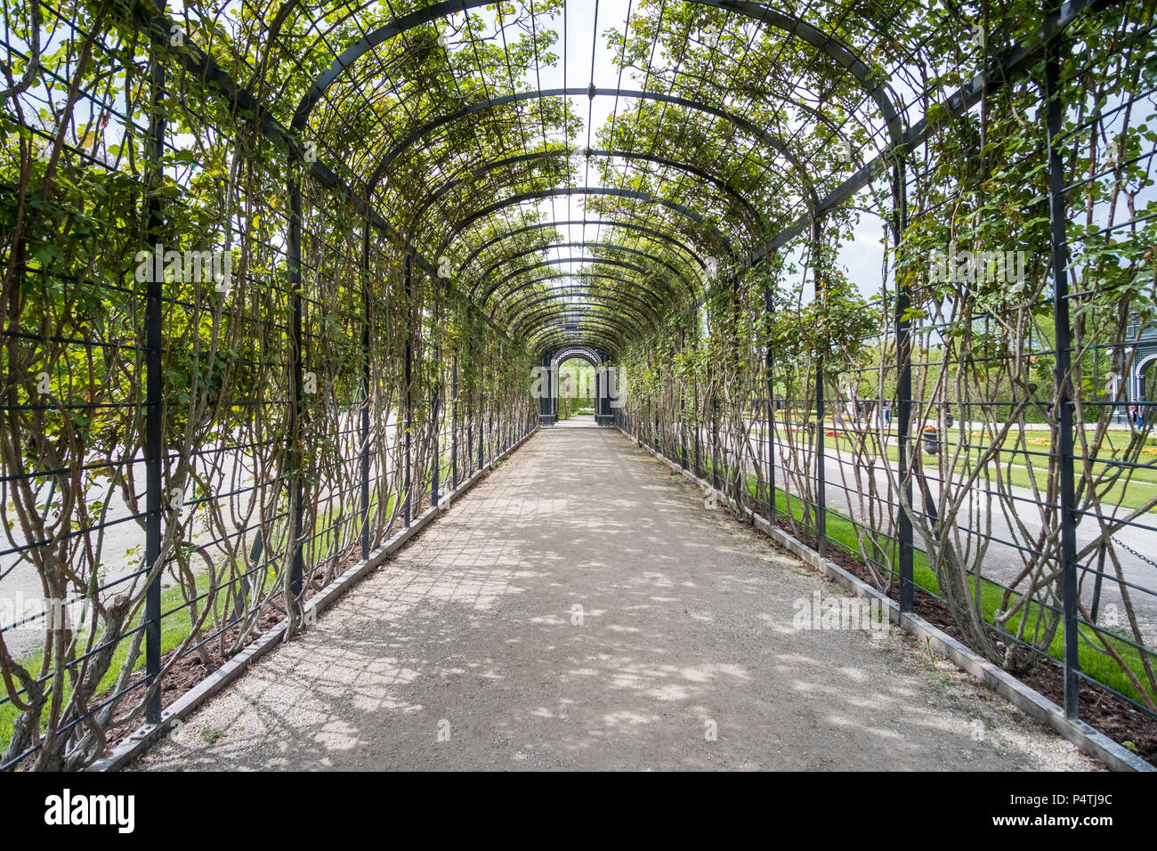Walkway through tunnel filled with trees Stock Photo - Alamy