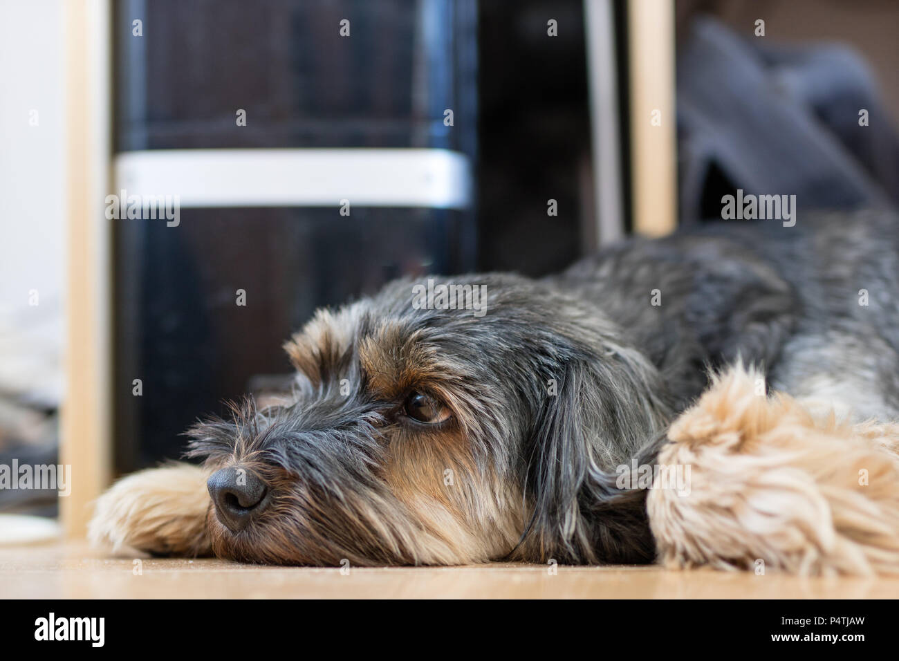 Dog running around the yard at home. Home animals on a backyard lawn ...