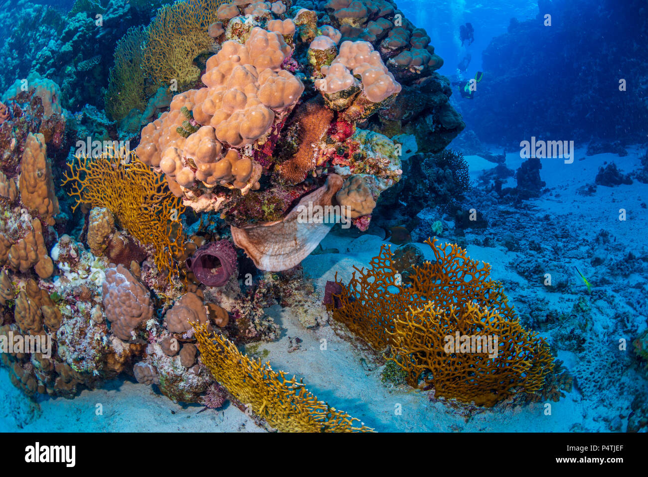 Coral reef, Red Sea, Egypt Stock Photo - Alamy