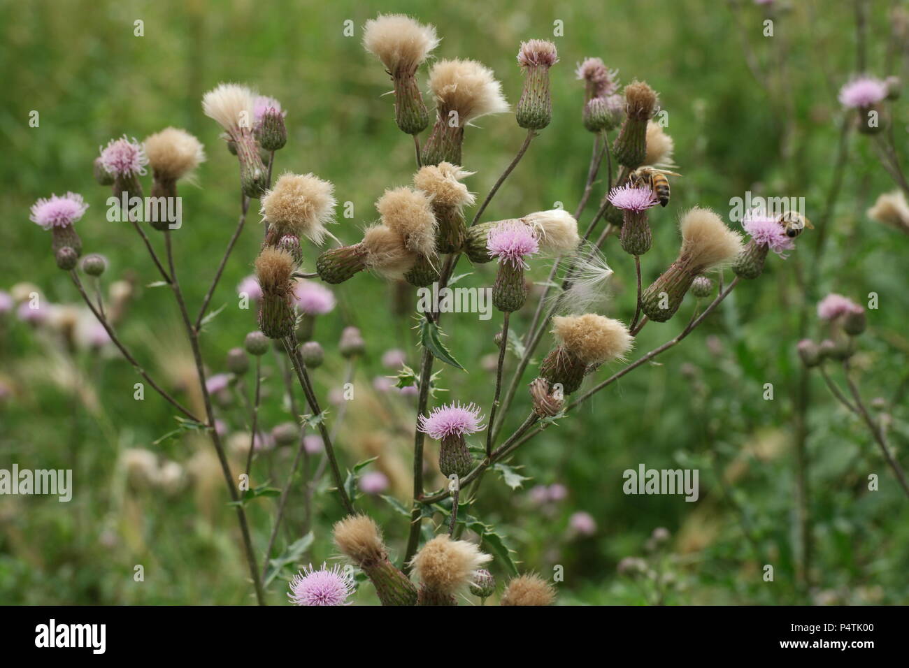 Creeping thistle cirsium arvense leaves hi-res stock photography and ...