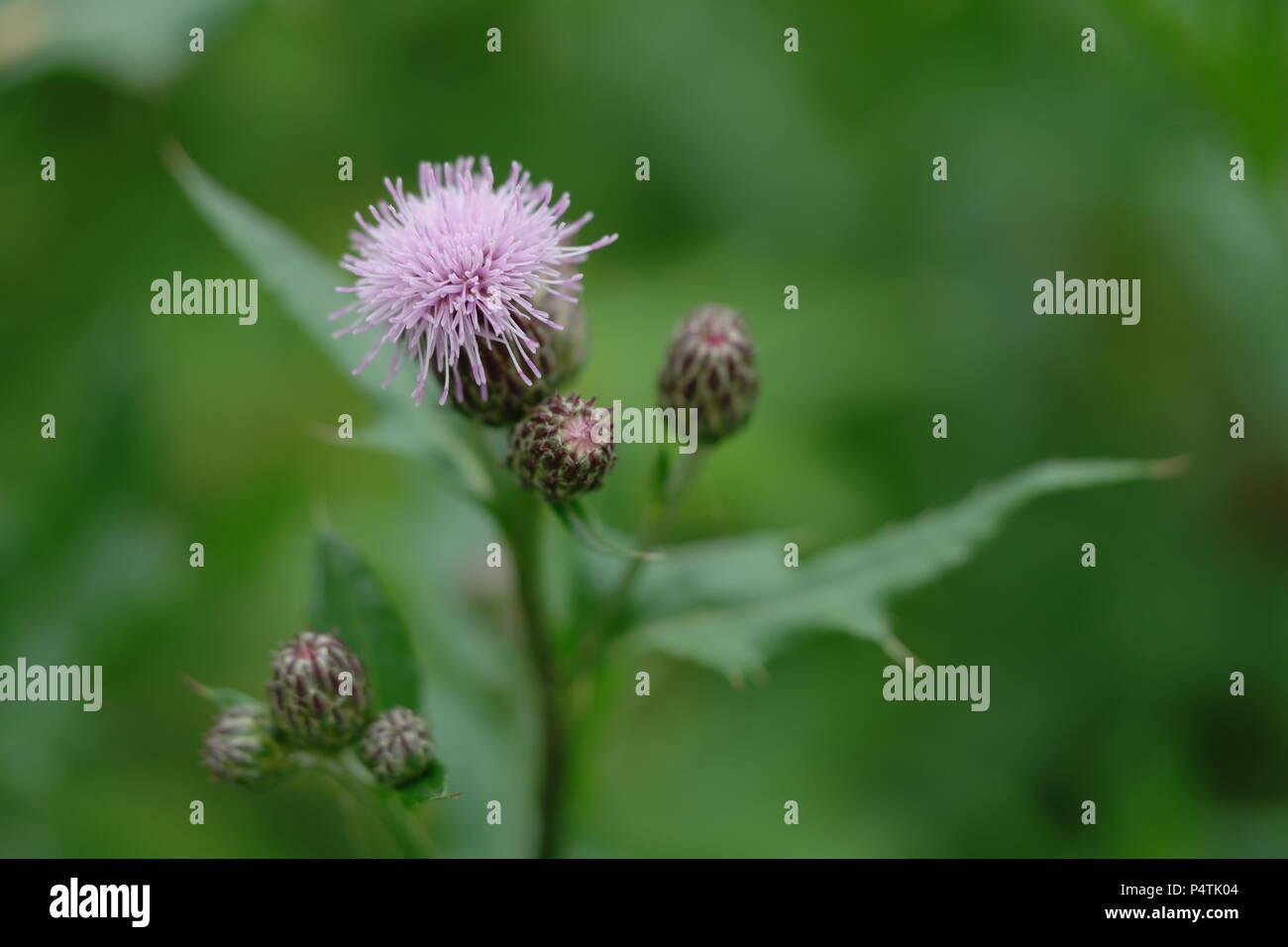 Kratzdistel hi-res stock photography and images - Alamy