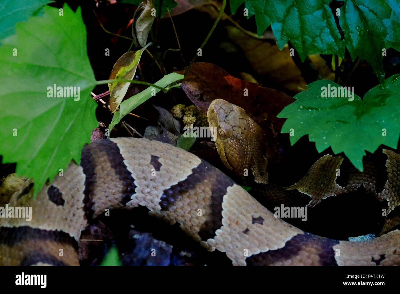 A venomous copperhead snake hides in foliage of the forest floor at ...