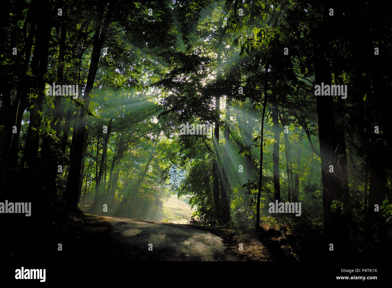 Raleigh north carolina trail hi-res stock photography and images - Alamy