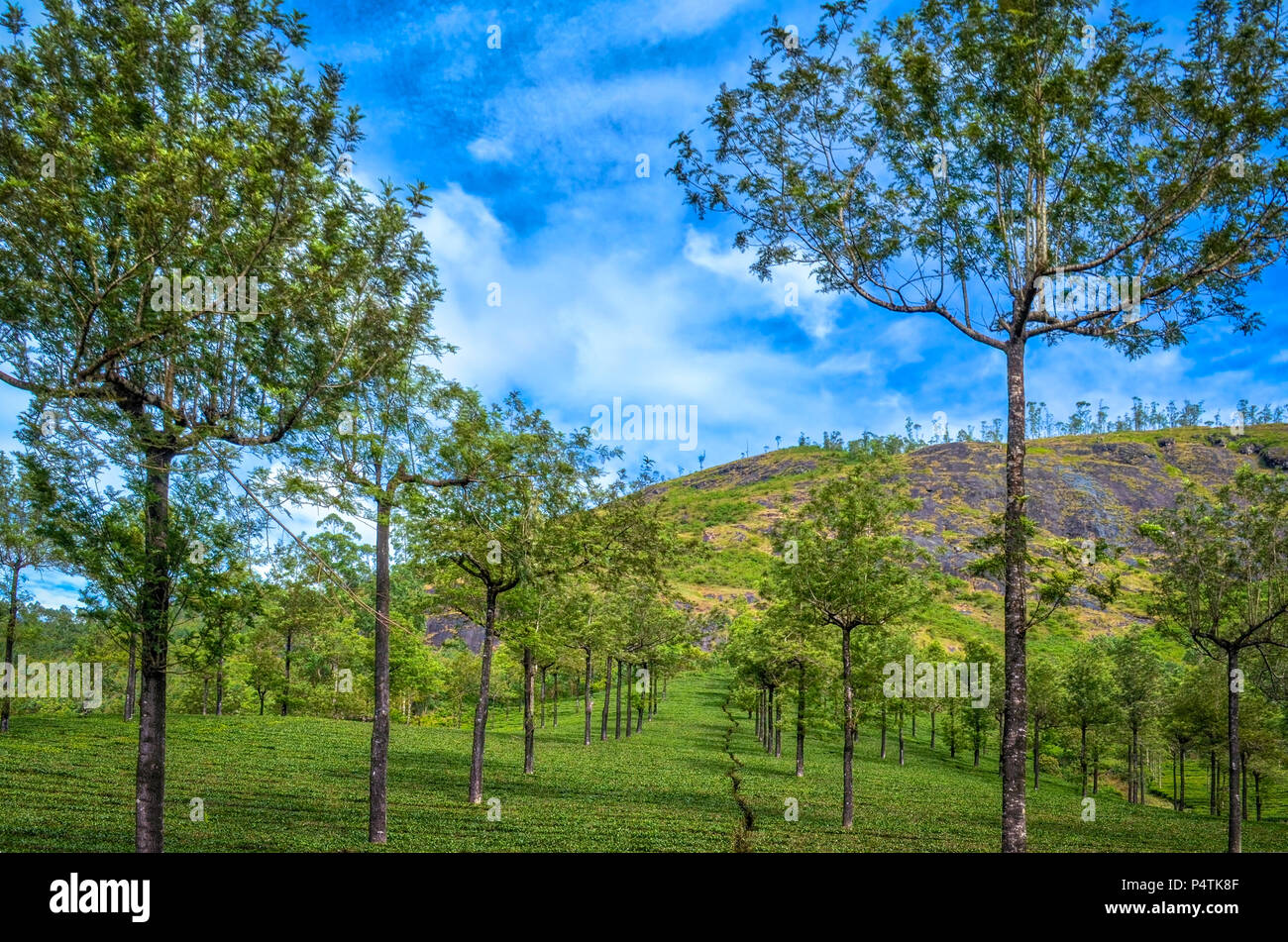 Kerala greenery hi-res stock photography and images - Alamy