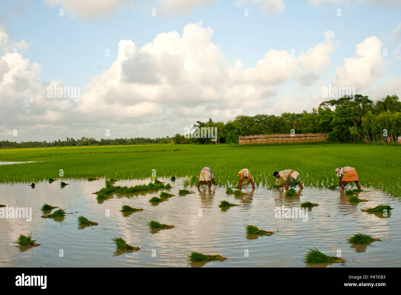 People planting rice in a paddy field in West bangal, rural India Stock ...