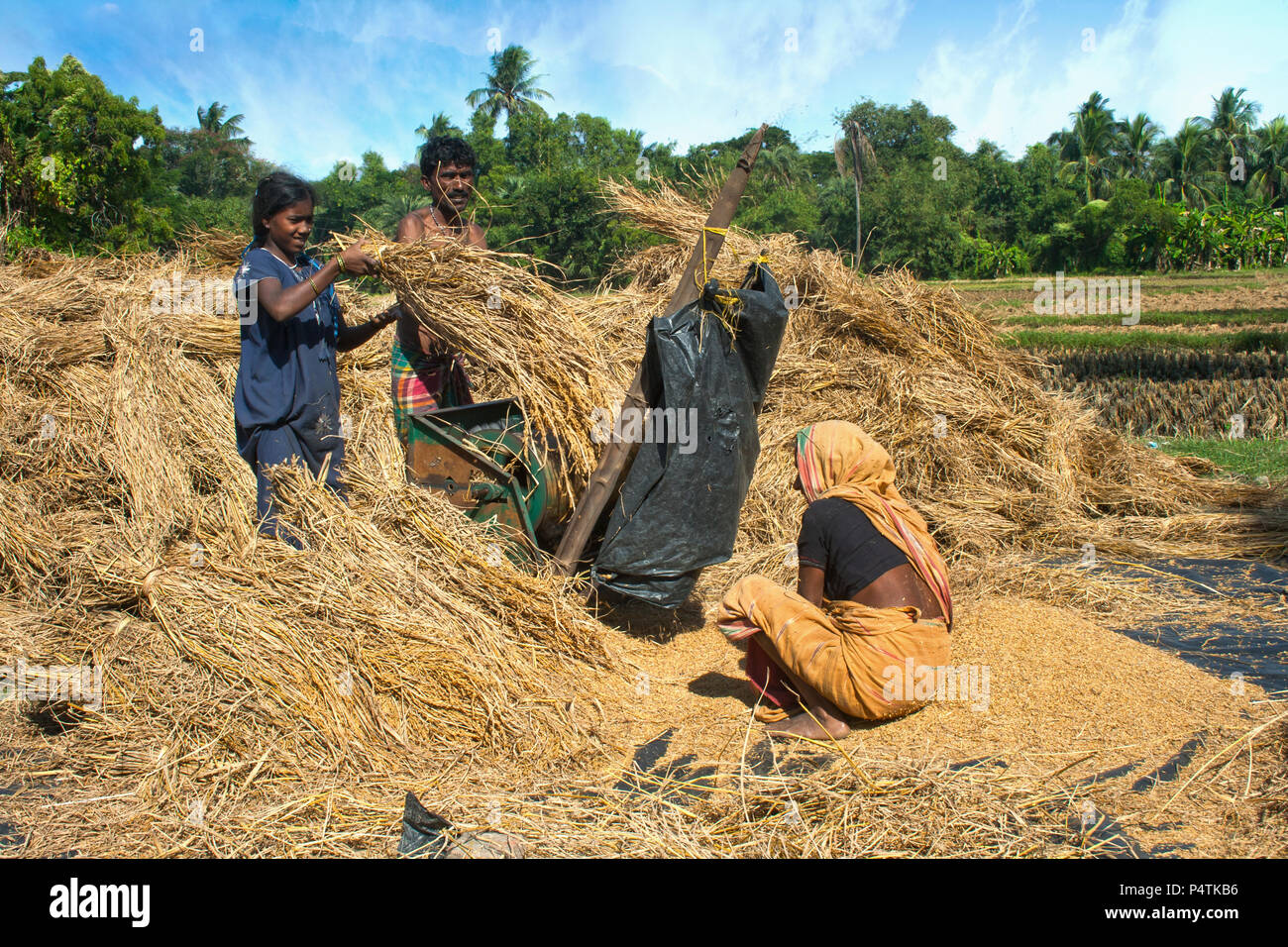 Indian farm workers harvesting the rice crop, separating the grain from ...