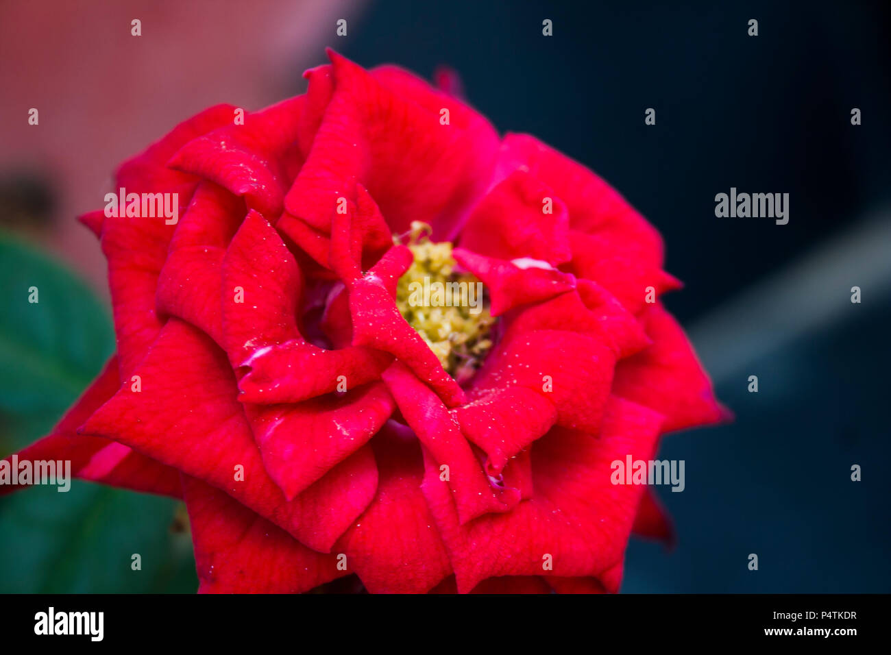 Red flowers in india Stock Photo - Alamy