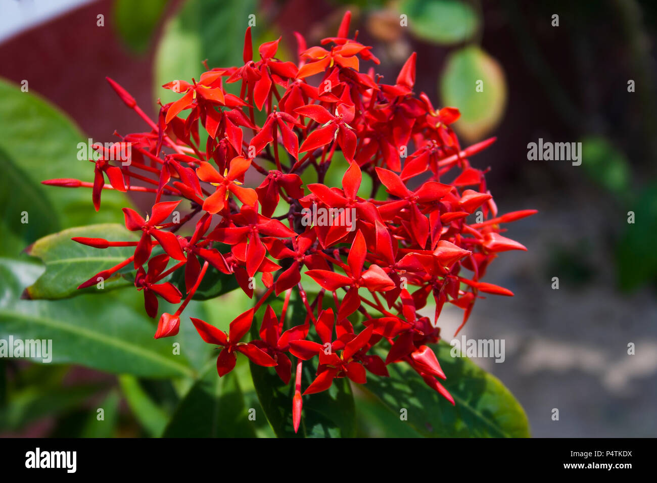 Red flowers in india Stock Photo - Alamy