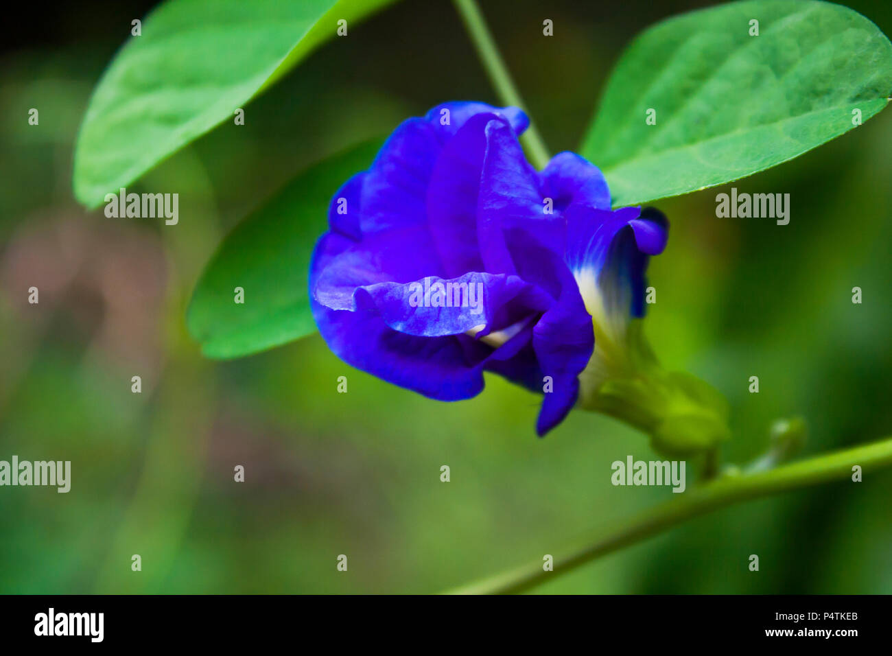 blue flowers in india Stock Photo - Alamy