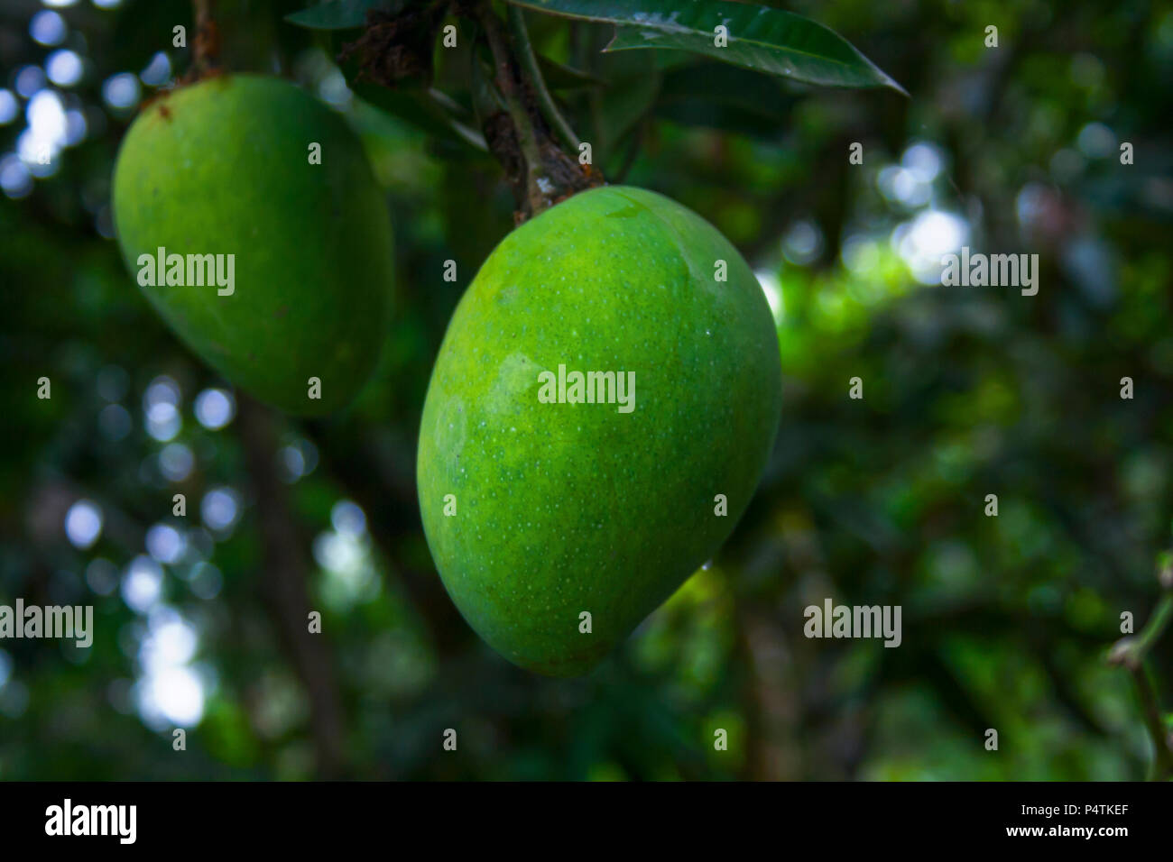 Green mangoes hanging from mango hi-res stock photography and images ...