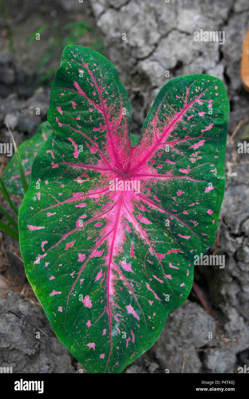 leaf changing colour pattern Stock Photo - Alamy