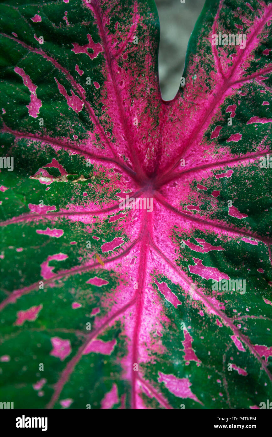 leaf changing colour pattern Stock Photo - Alamy