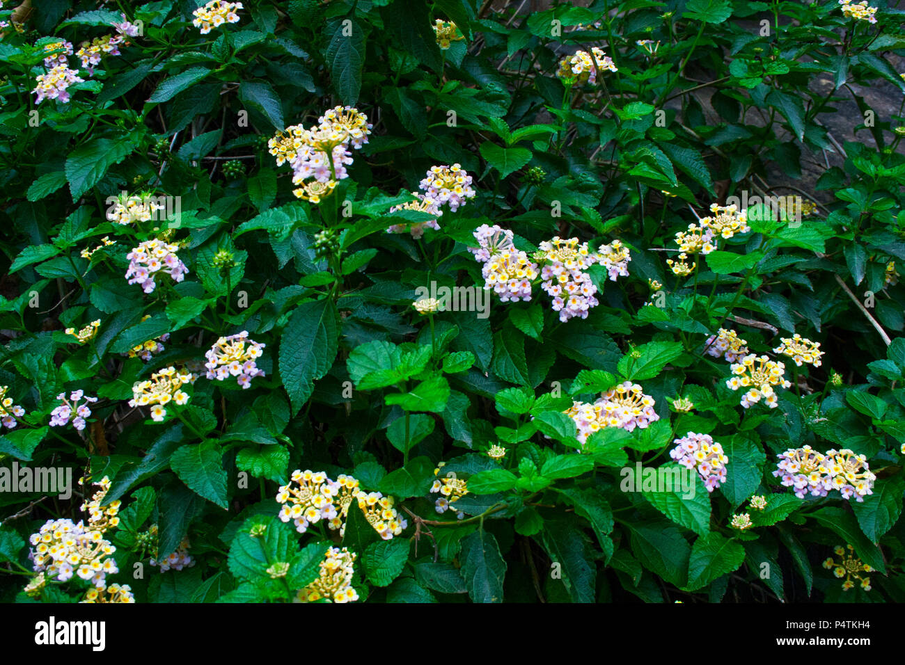 Flower Rishikesh,India, Asia Stock Photo - Alamy