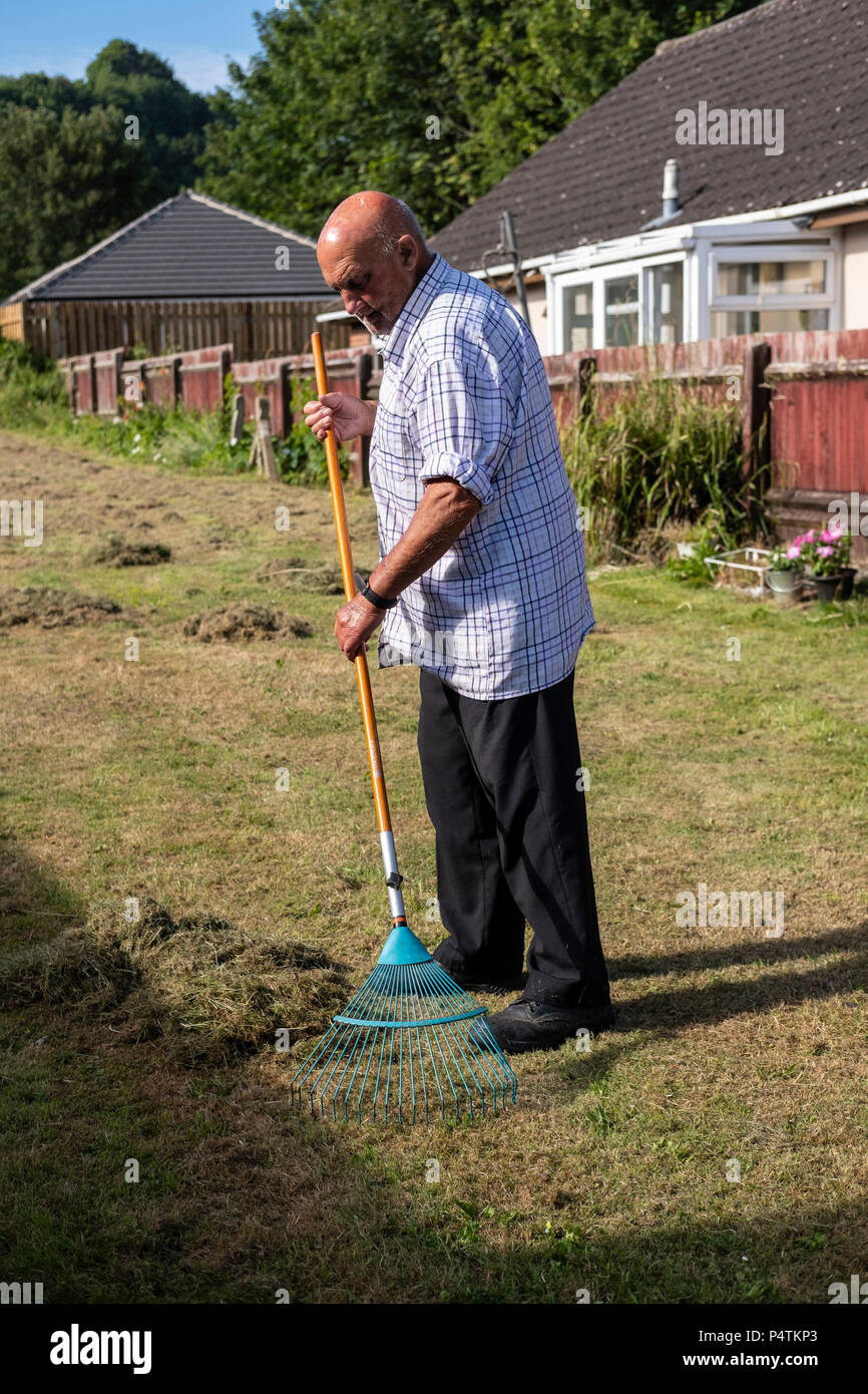 Old man raking up cut grass after the lawn has been mowed Stock Photo ...