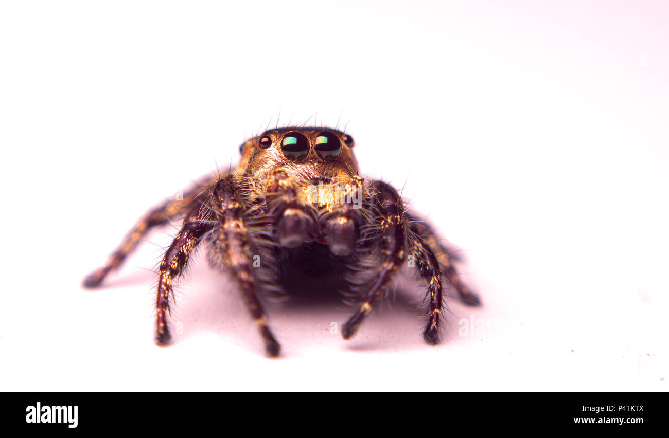 Jumping spider on white background Stock Photo - Alamy