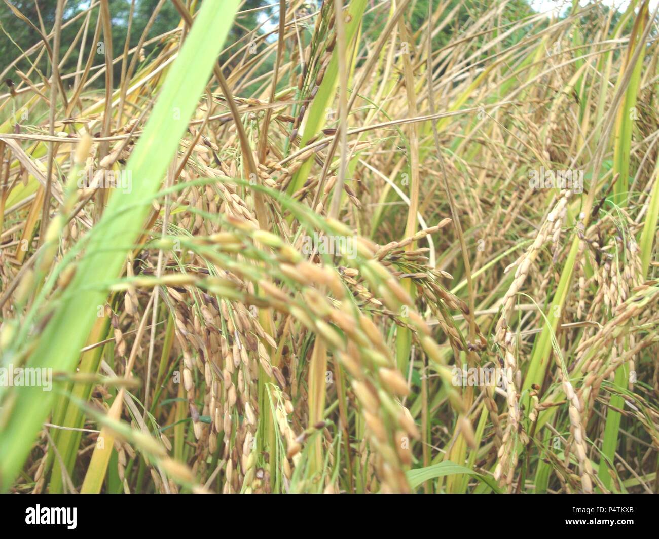 Indian rice harvest hi-res stock photography and images - Alamy