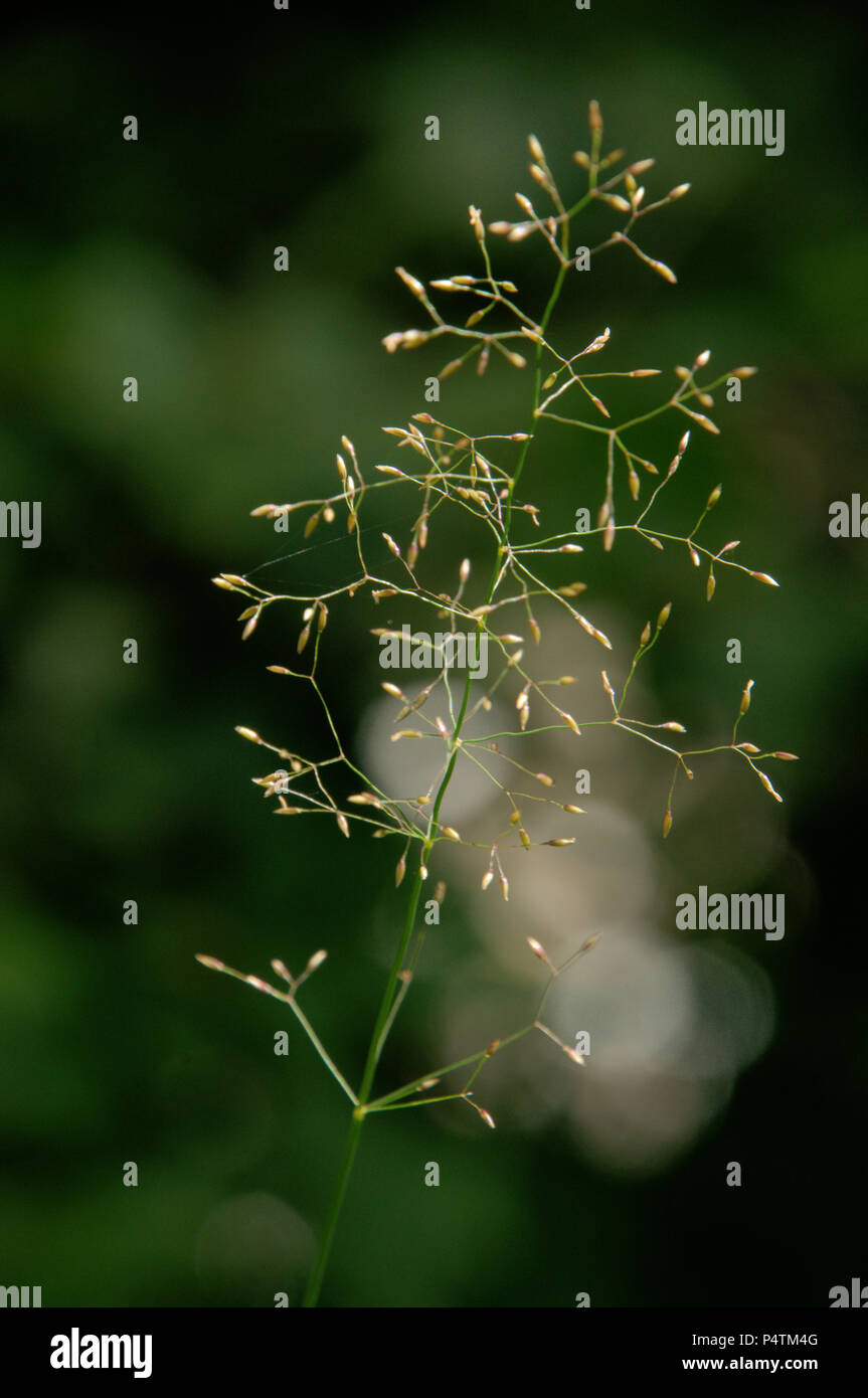 Flowering grass head hi-res stock photography and images - Alamy
