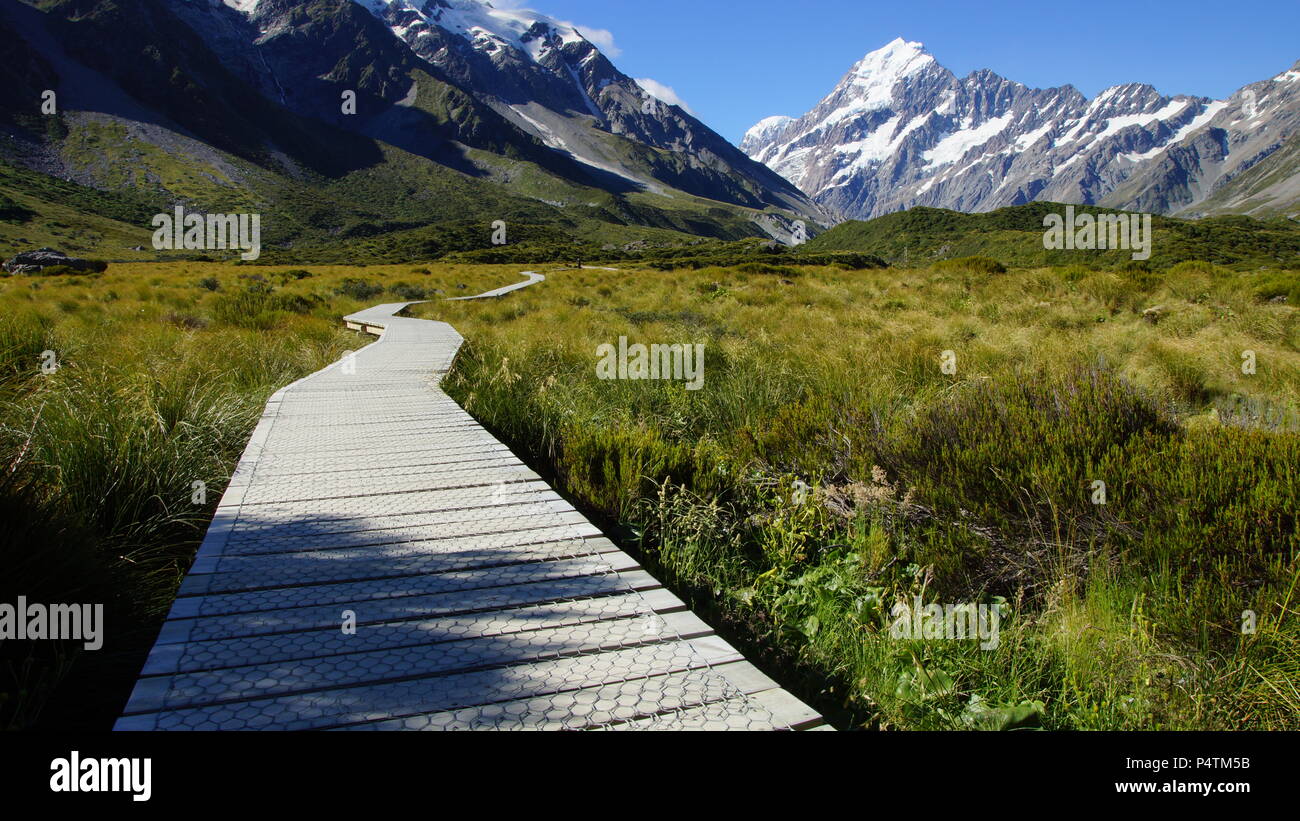 Mount cook flowers hi-res stock photography and images - Alamy