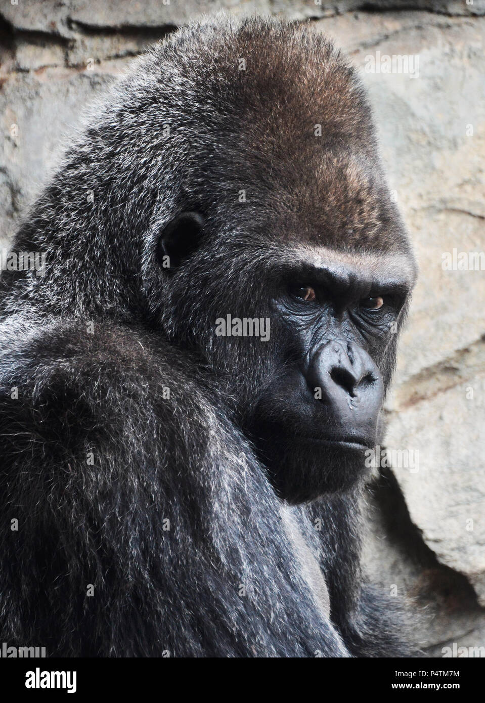 Adult male mountain gorilla hi-res stock photography and images - Alamy