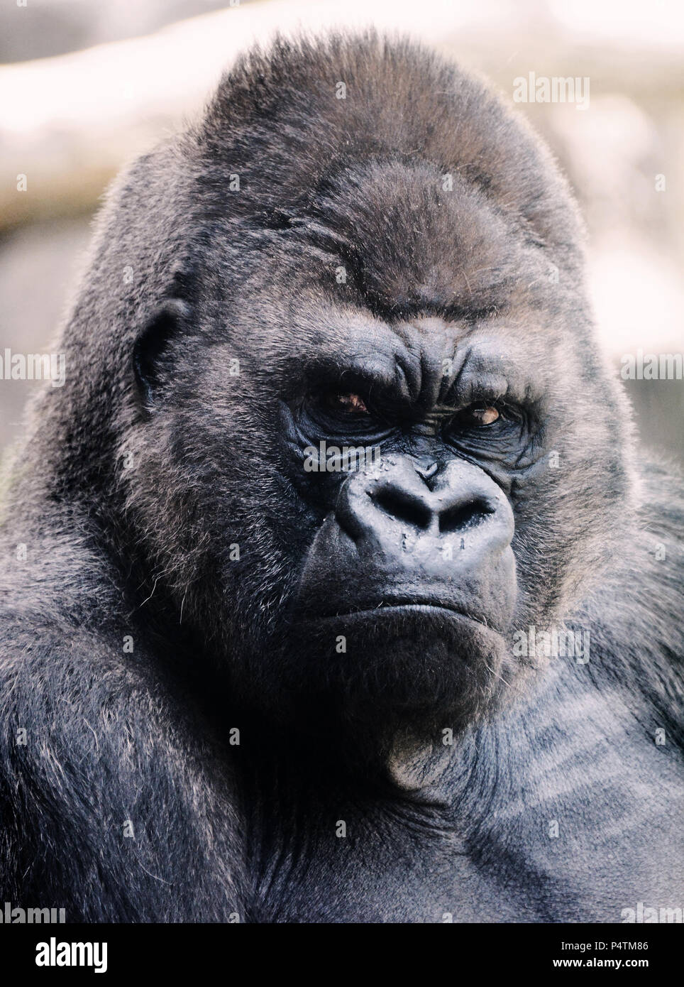 Angry Gorilla Stock Photos & Angry Gorilla Stock Images - Alamy