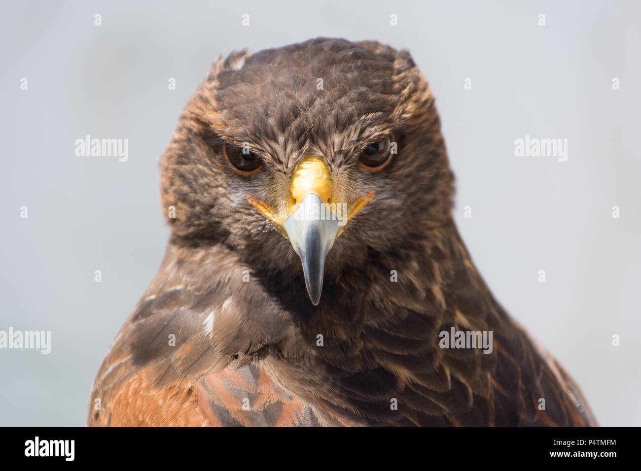 Stare of the Hawk Stock Photo - Alamy