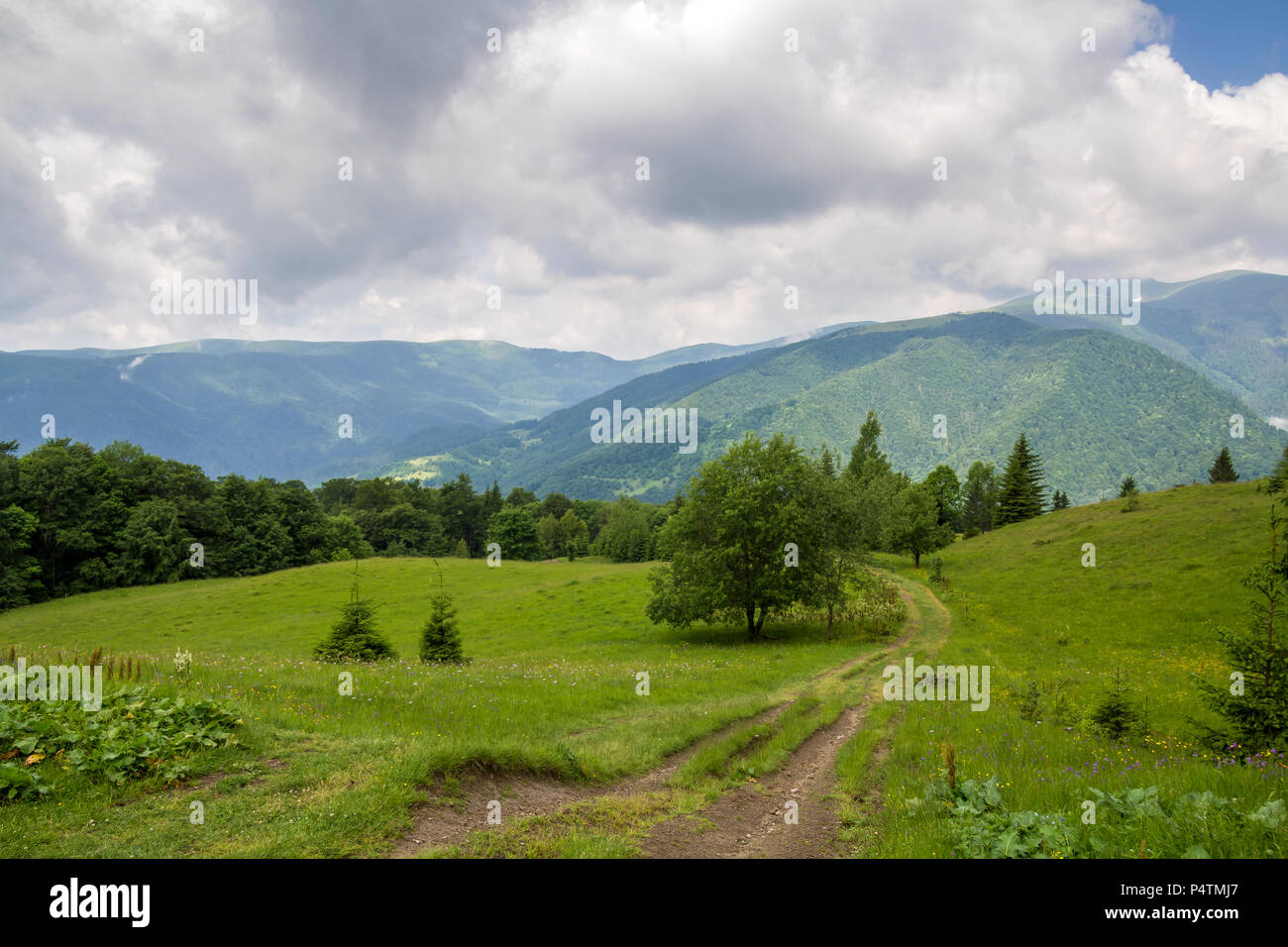 Wide peaceful summer landscape. Empty field road stretching to horizon ...