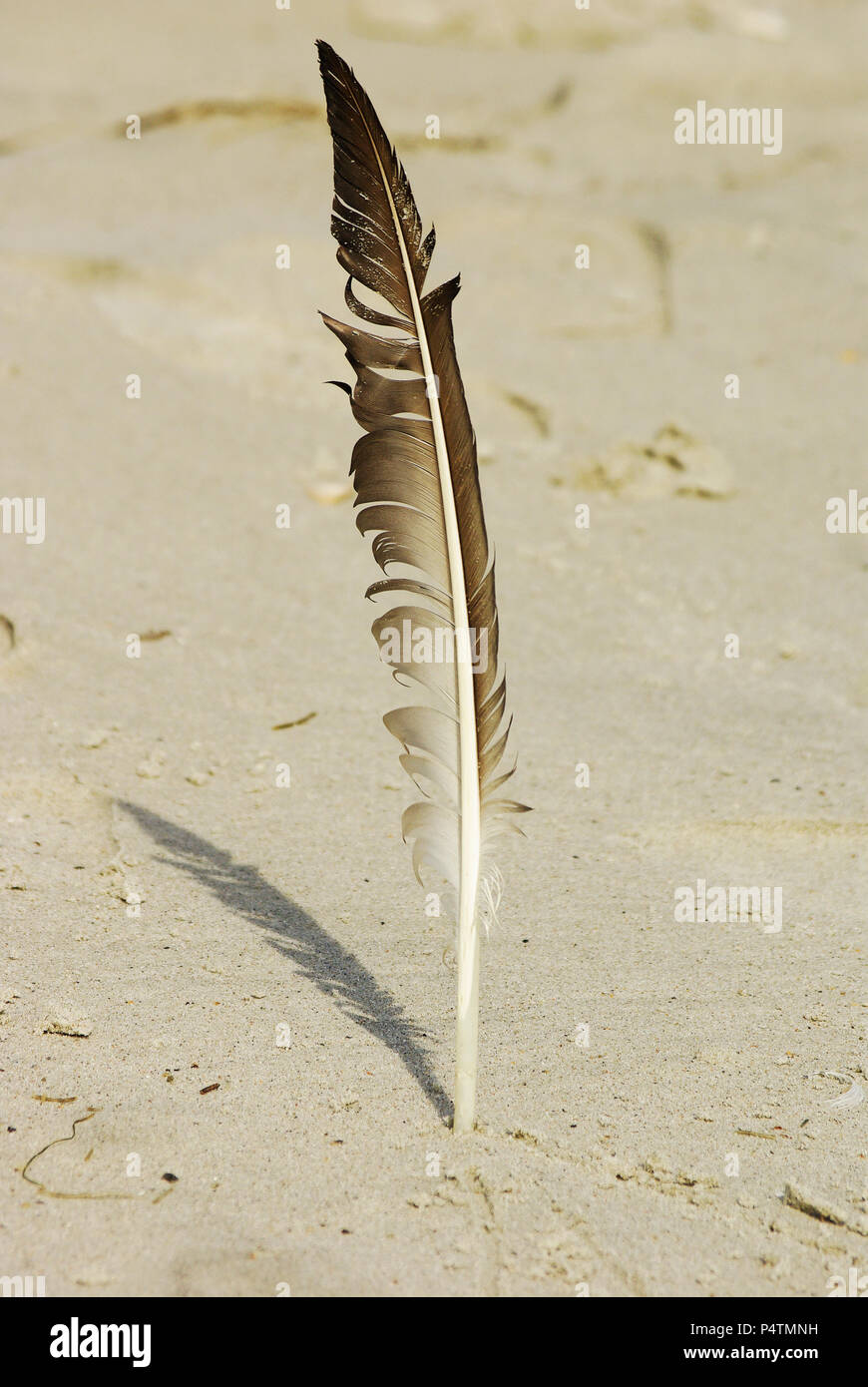A seagull feather stuck in the sand as though readied to write a ...