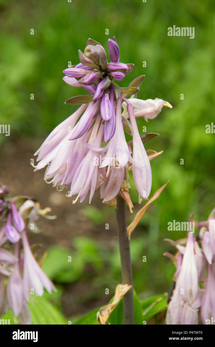 A Hosta blooms in a garden in Ontario Canada Stock Photo - Alamy