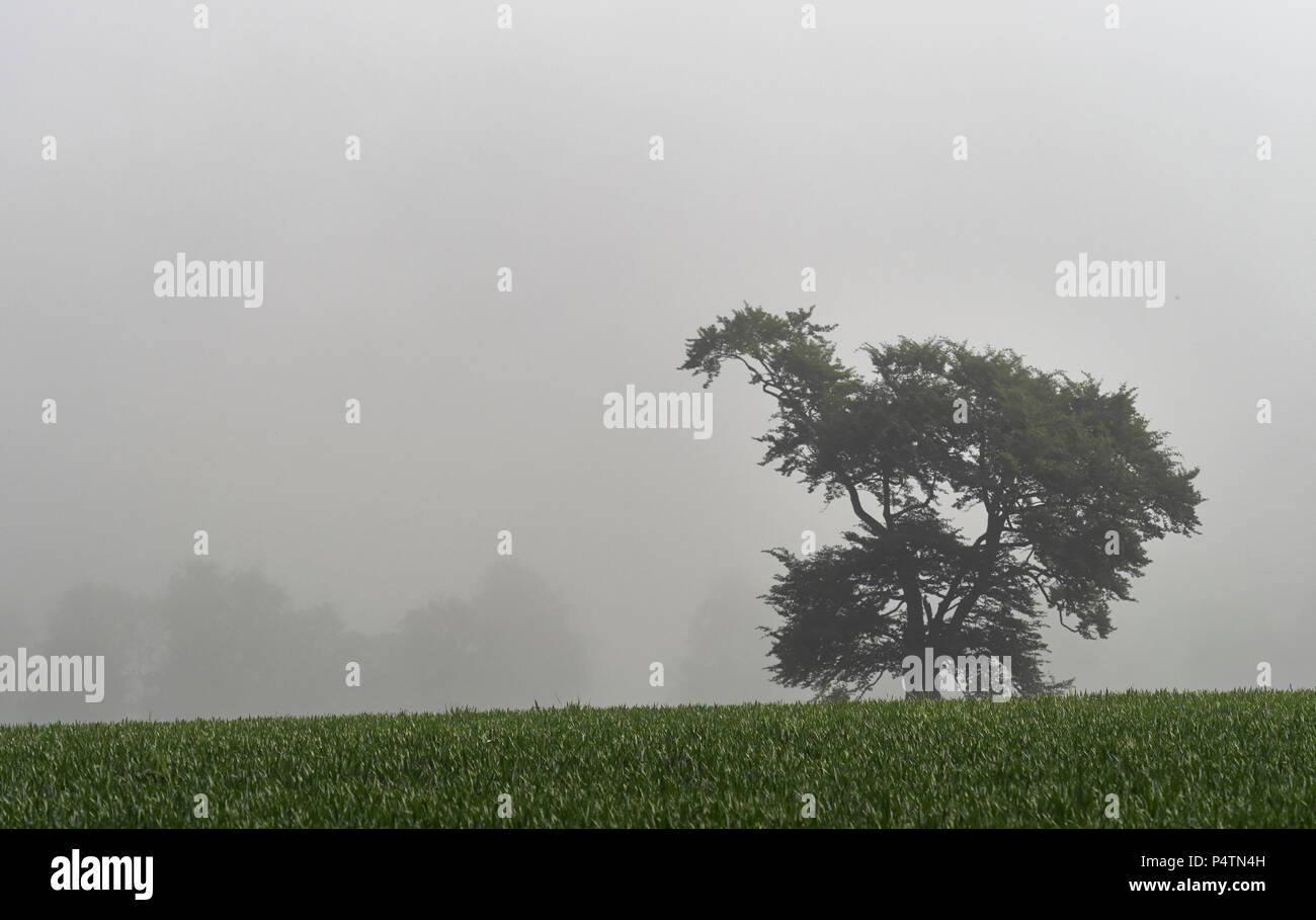 Scottish Summer Haar, or Sea Mist covers the land on a May Summer ...