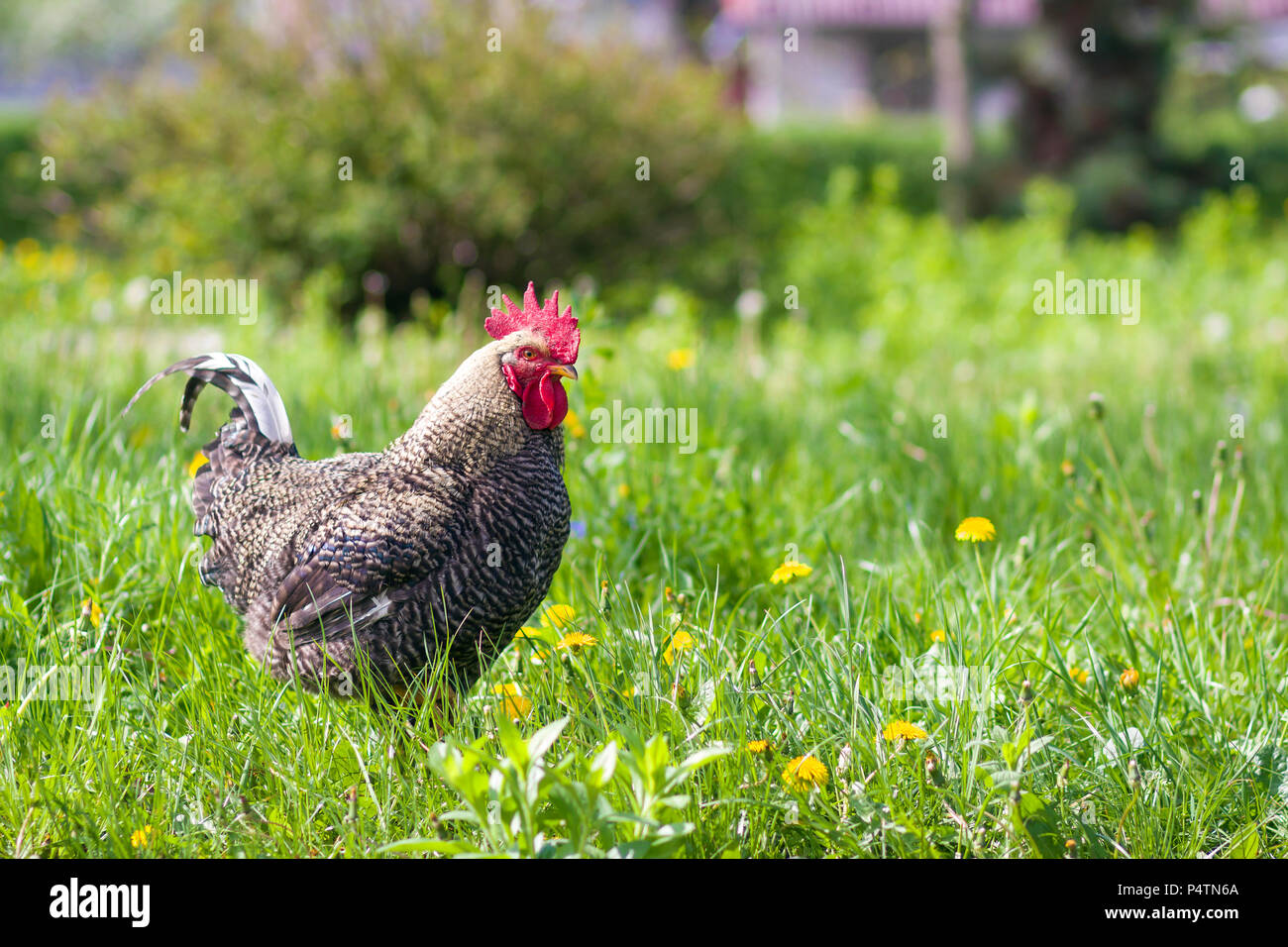 Close-up of nice big grown gray hen standing in high fresh grass on ...