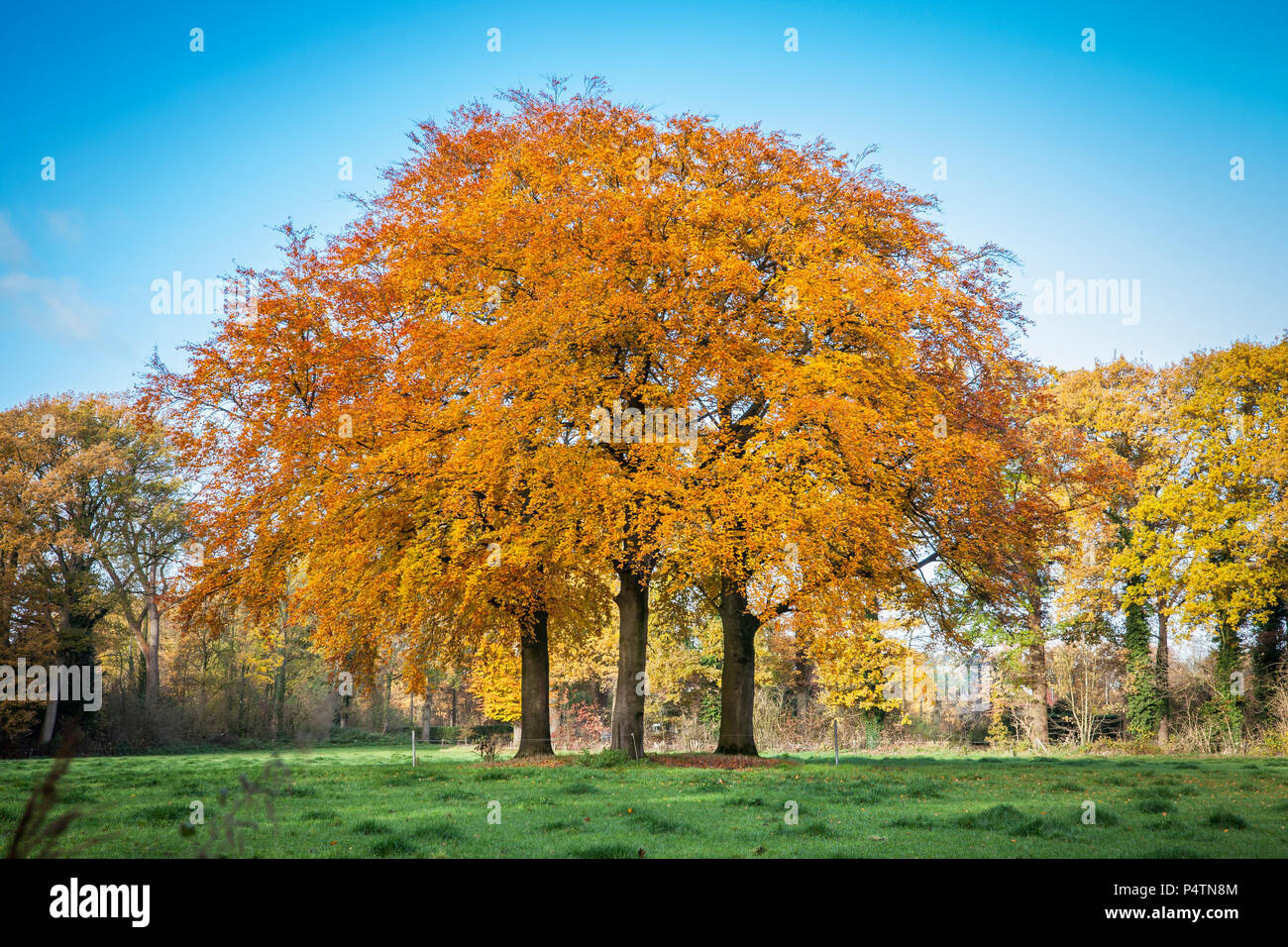 Three beech trees in beautiful autum colors in Wamberg nature reserve ...