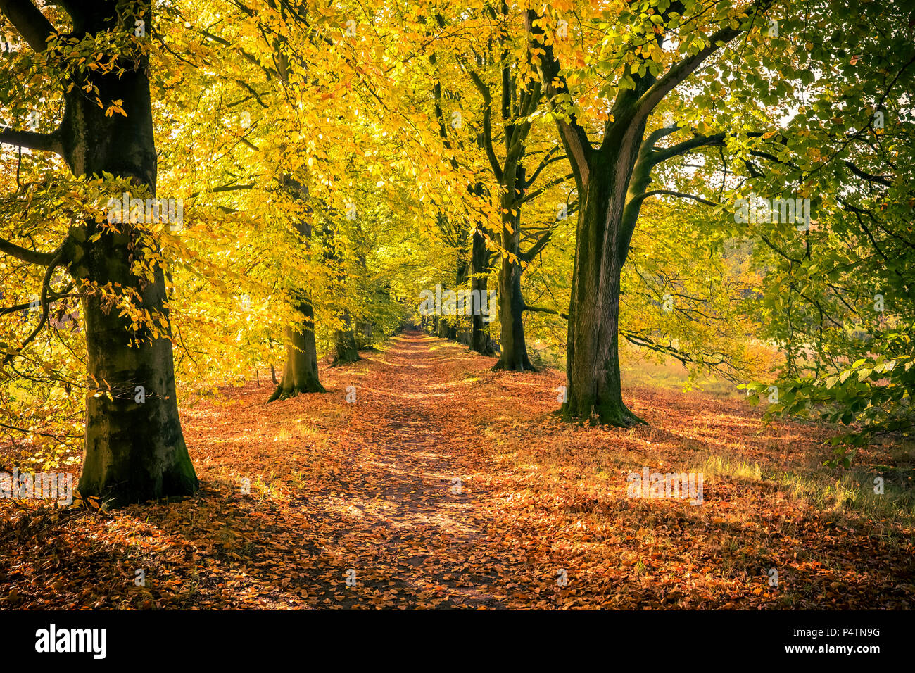 Forest lane of beeches in the fall Stock Photo - Alamy