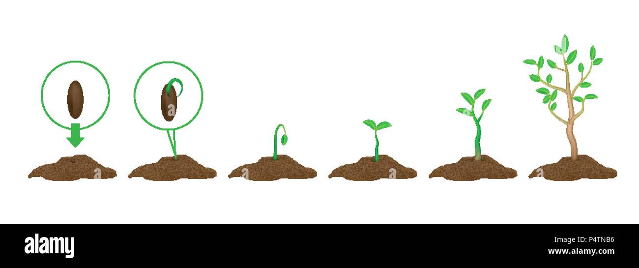 Isolated shoots Stock Vector Images - Alamy