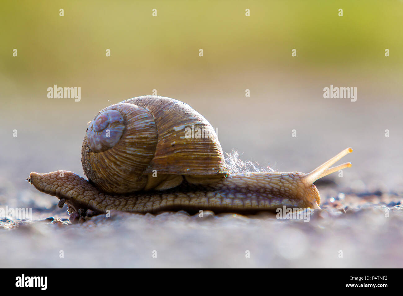 Close-up of big terrestrial snail with brown shell slowly crawling on ...